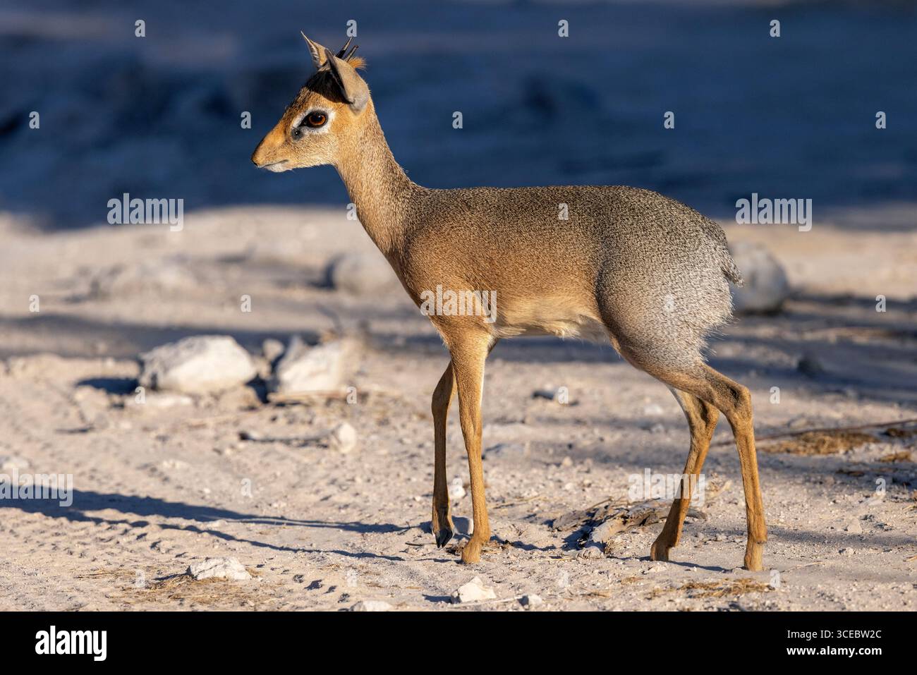 Male Damara dik-dik (Madoqua kirkii damarensis) Etosha National Park ...