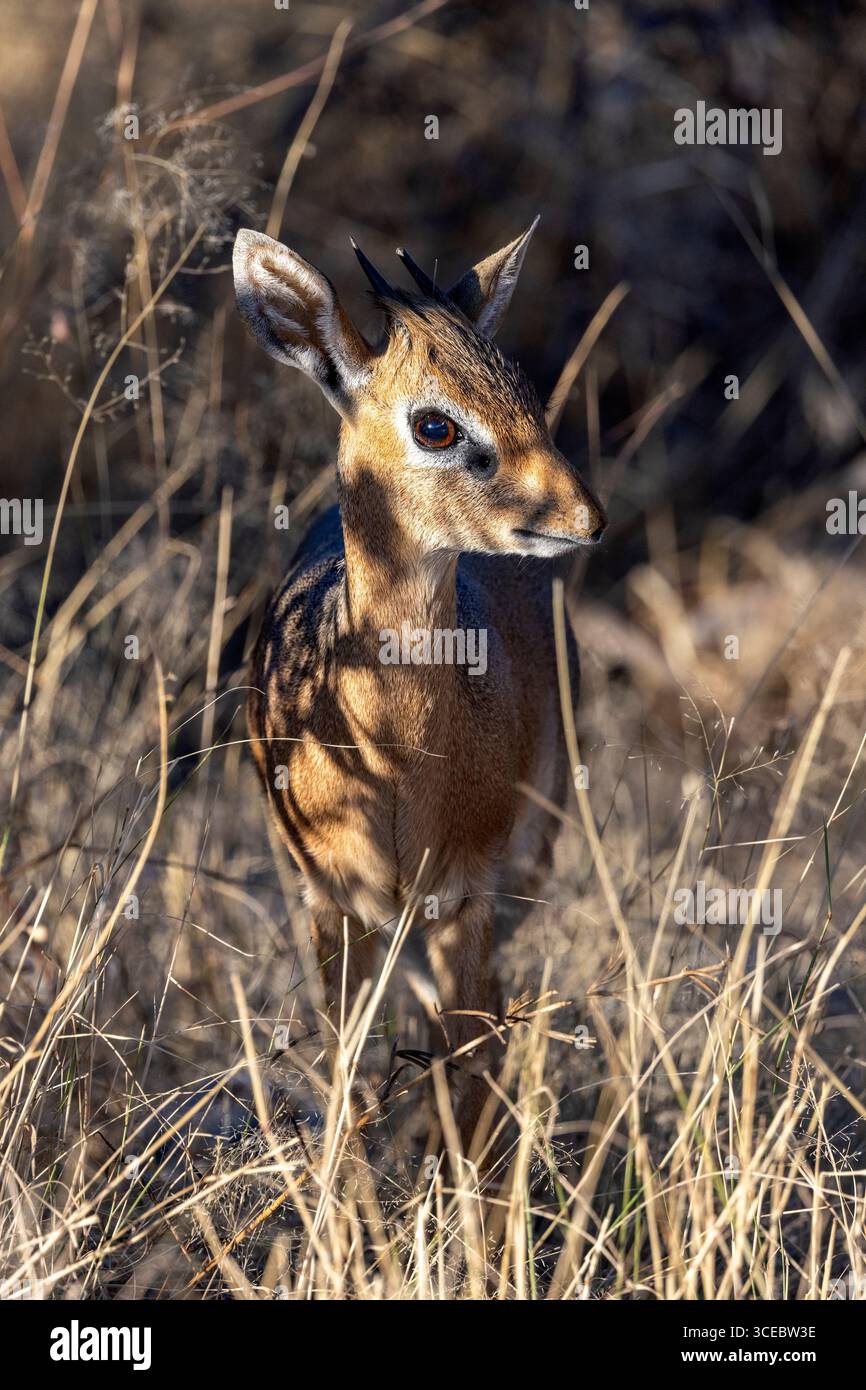 Male Damara dik-dik (Madoqua kirkii damarensis) Etosha National Park ...