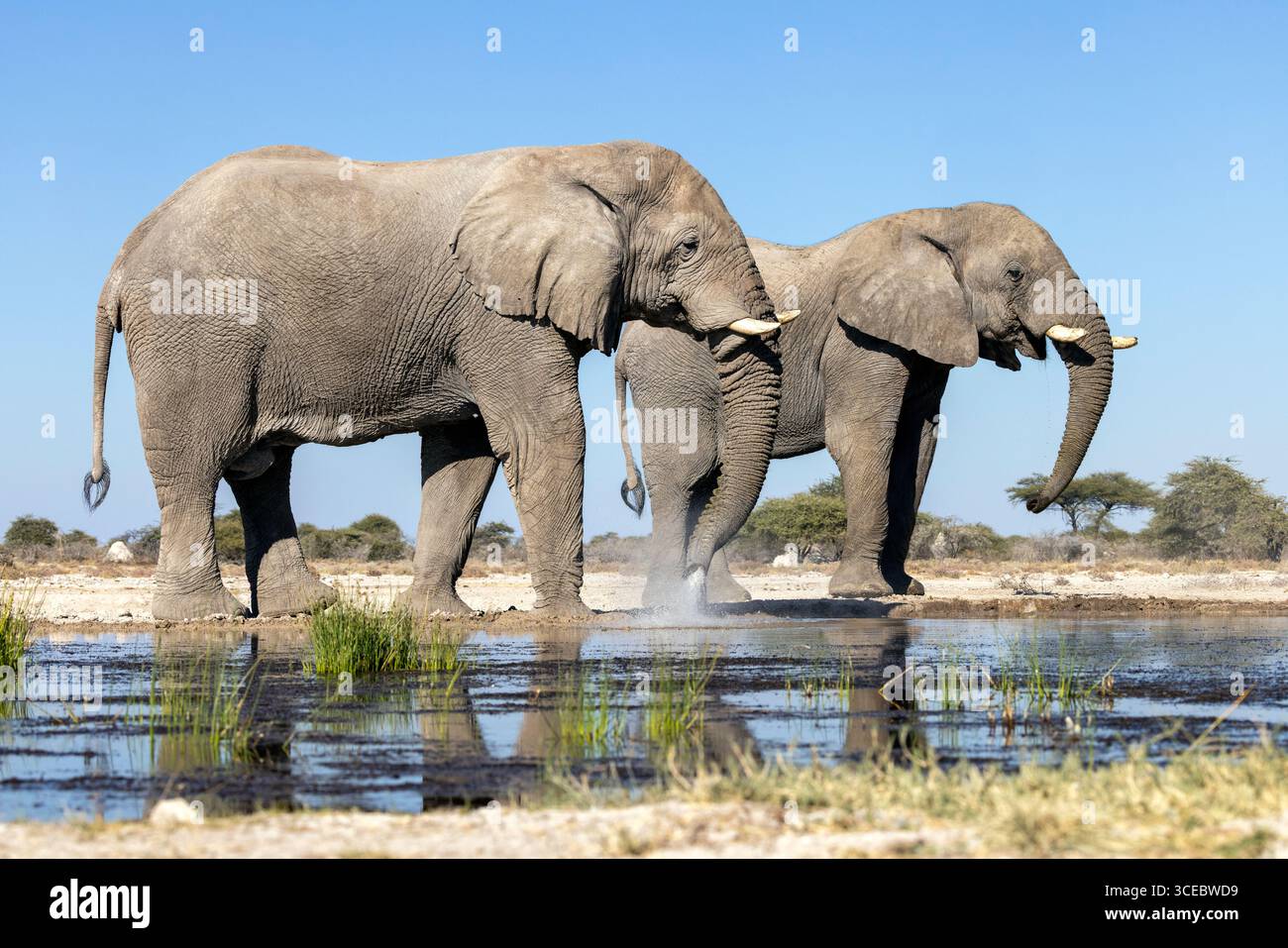 African Elephants (Loxodonta Africana) drinking at waterhole - Onkolo ...