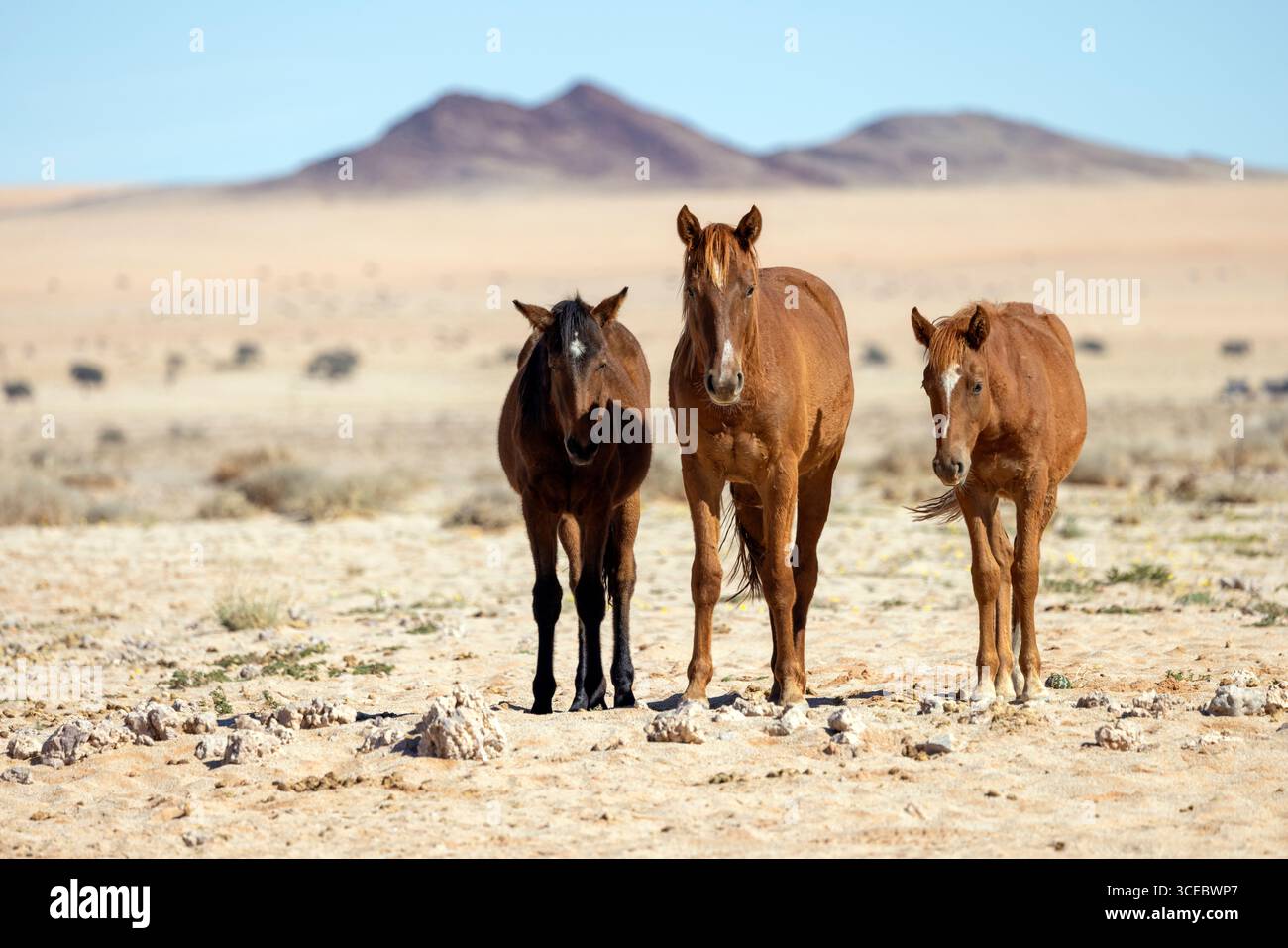 Namib Desert horses (feral horses) in Garub - near Aus, Namibia, Africa ...