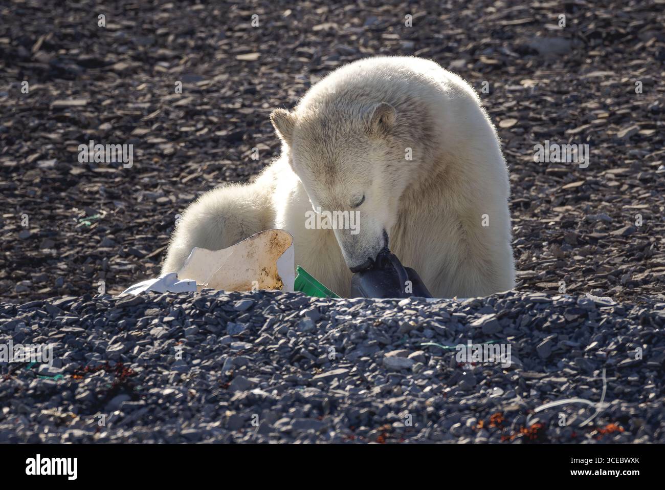 A polar bear investigates a discarded black plastic container on a ...
