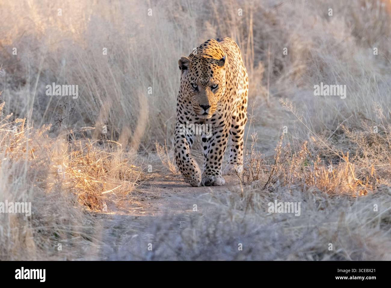 Large male leopard (Panthera pardus) walking toward viewer with intense ...