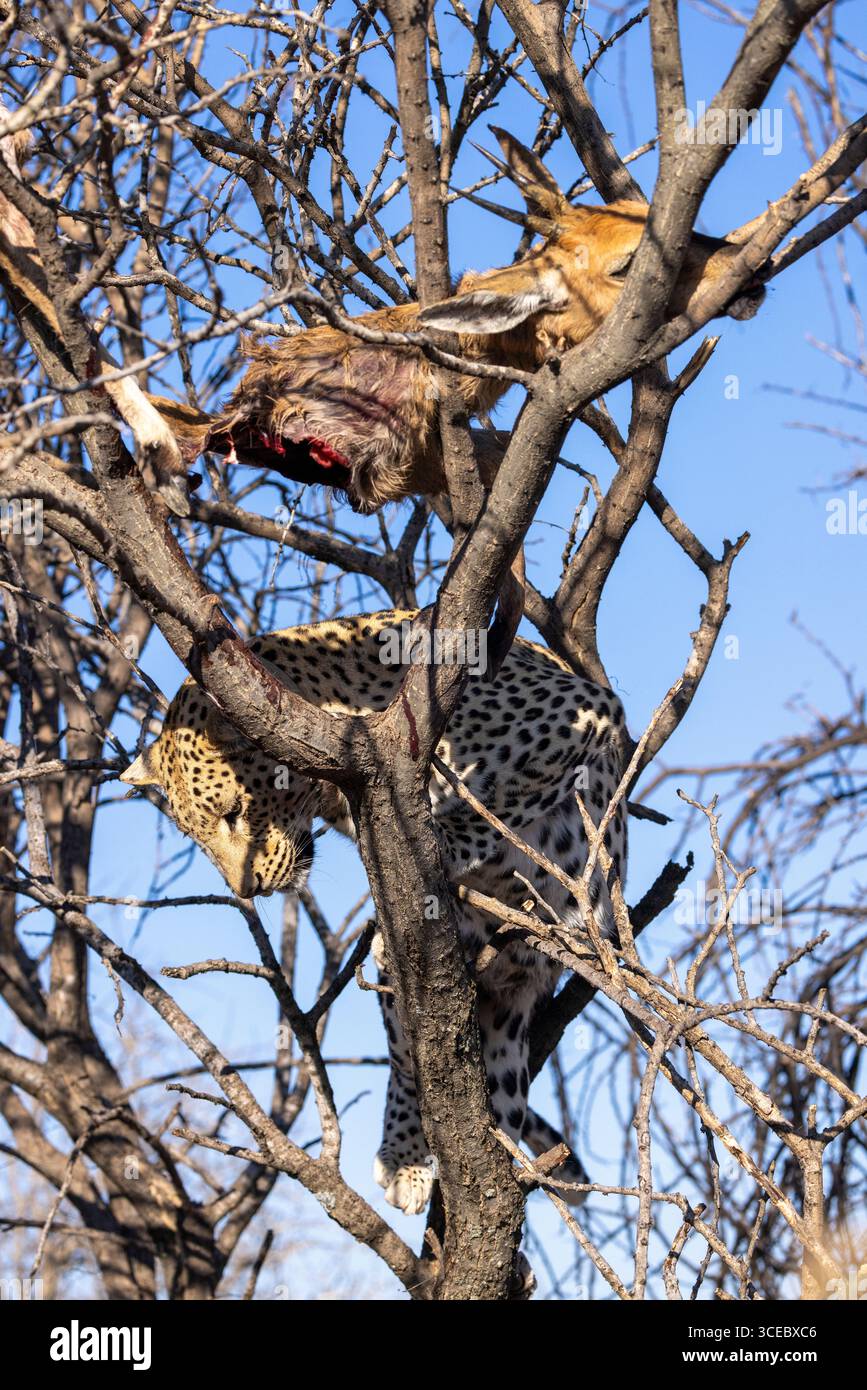 Leopard in tree with antelope kill hi-res stock photography and images ...