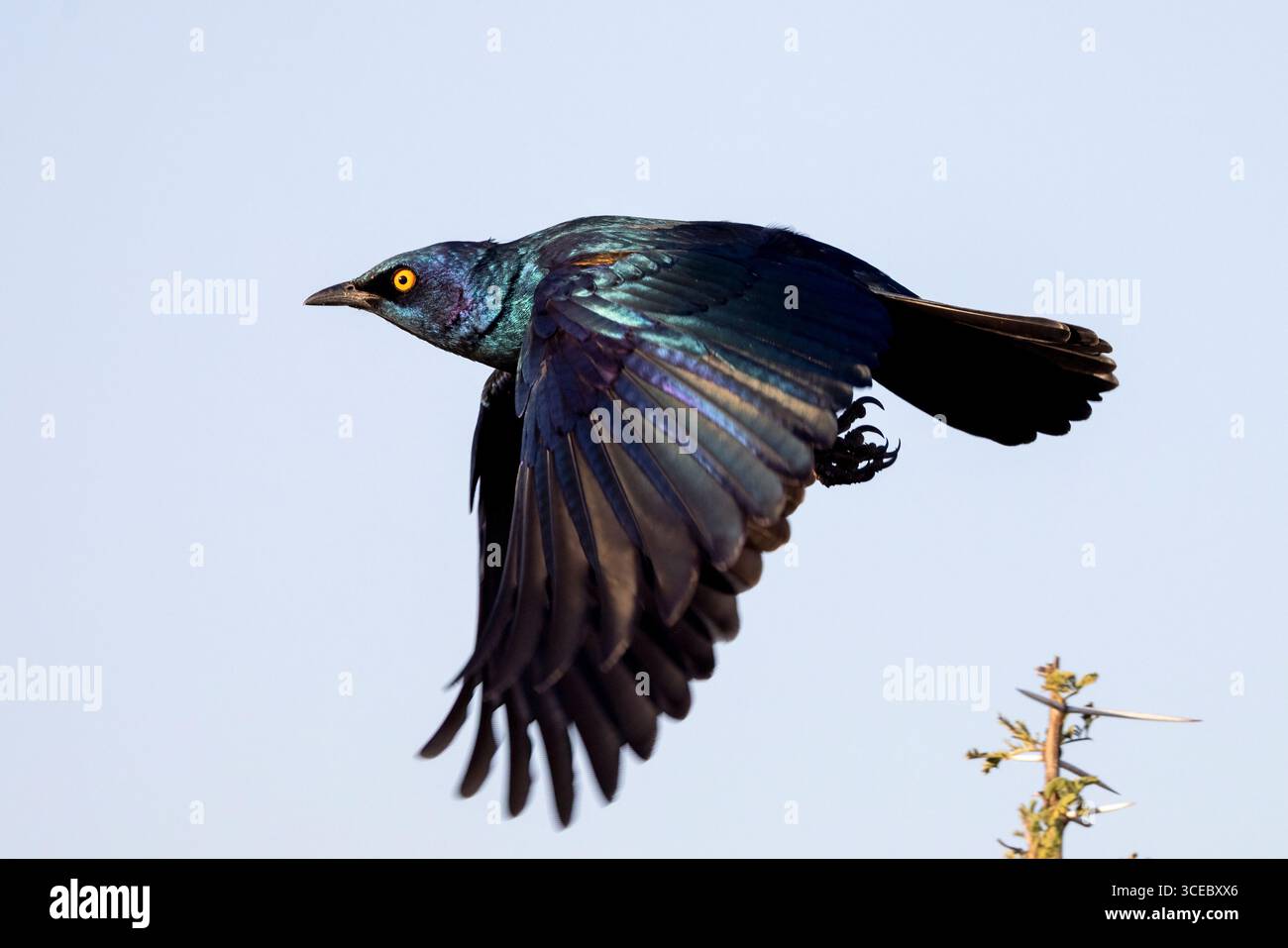 Cape starling (Lamprotornis nitens) in flight- Okonjima Nature Reserve ...