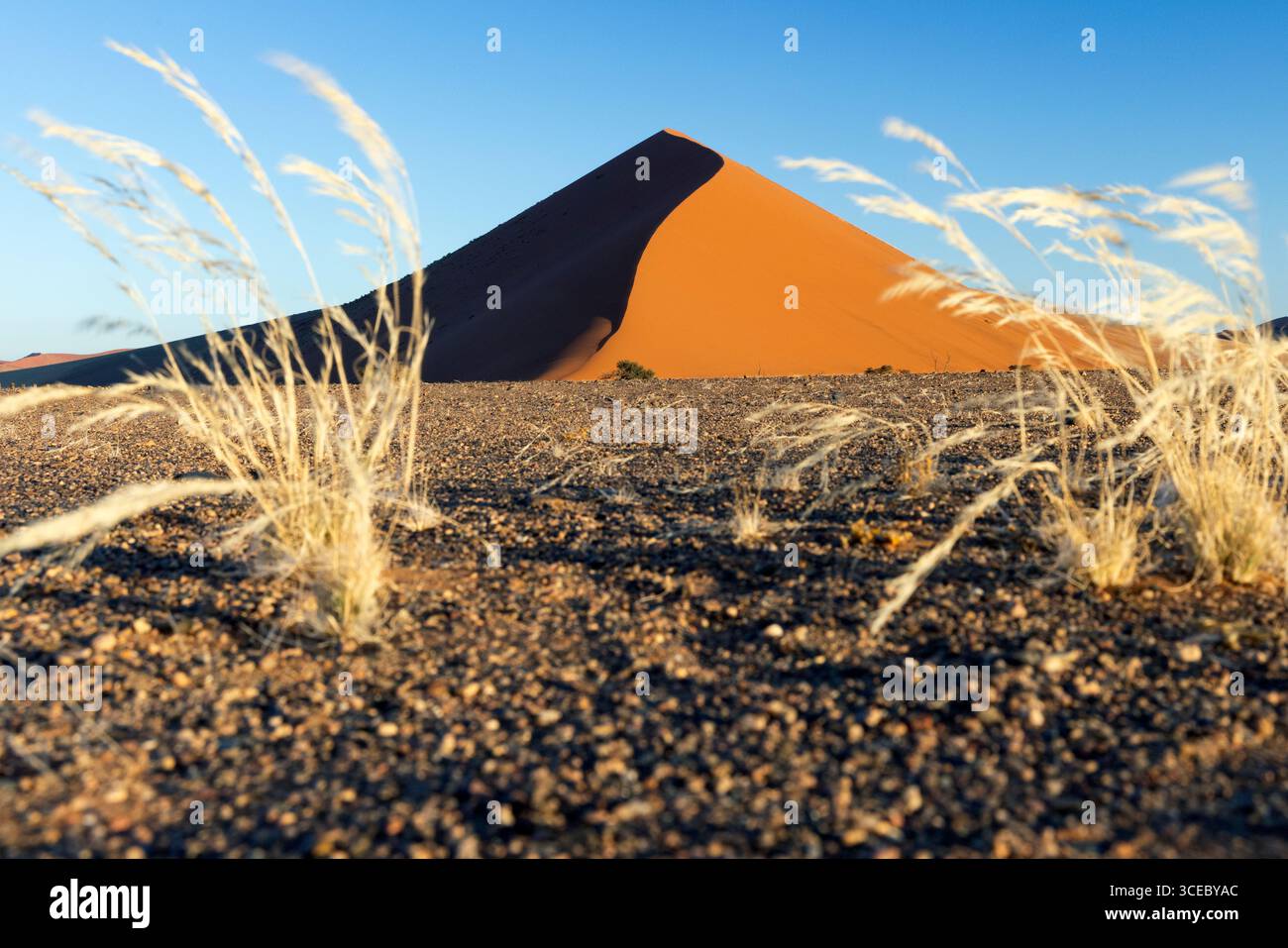Ancient dunes framed by grasses in Namib-Naukluft National Park ...