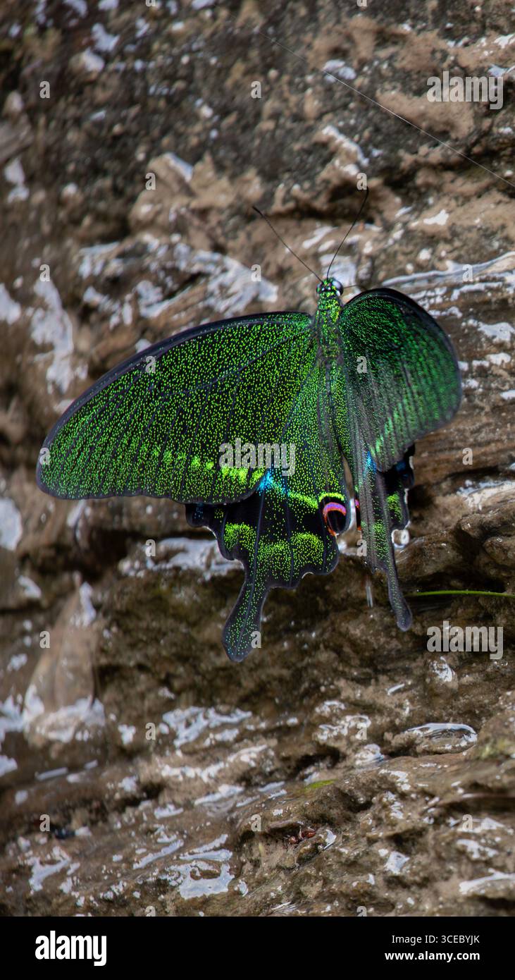Paris peacock butterfly hi-res stock photography and images - Alamy
