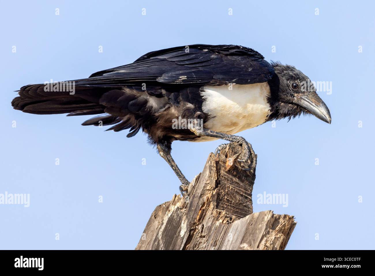 Pied crow (Corvus albus) - Shipwreck Lodge, Skeleton Coast National ...