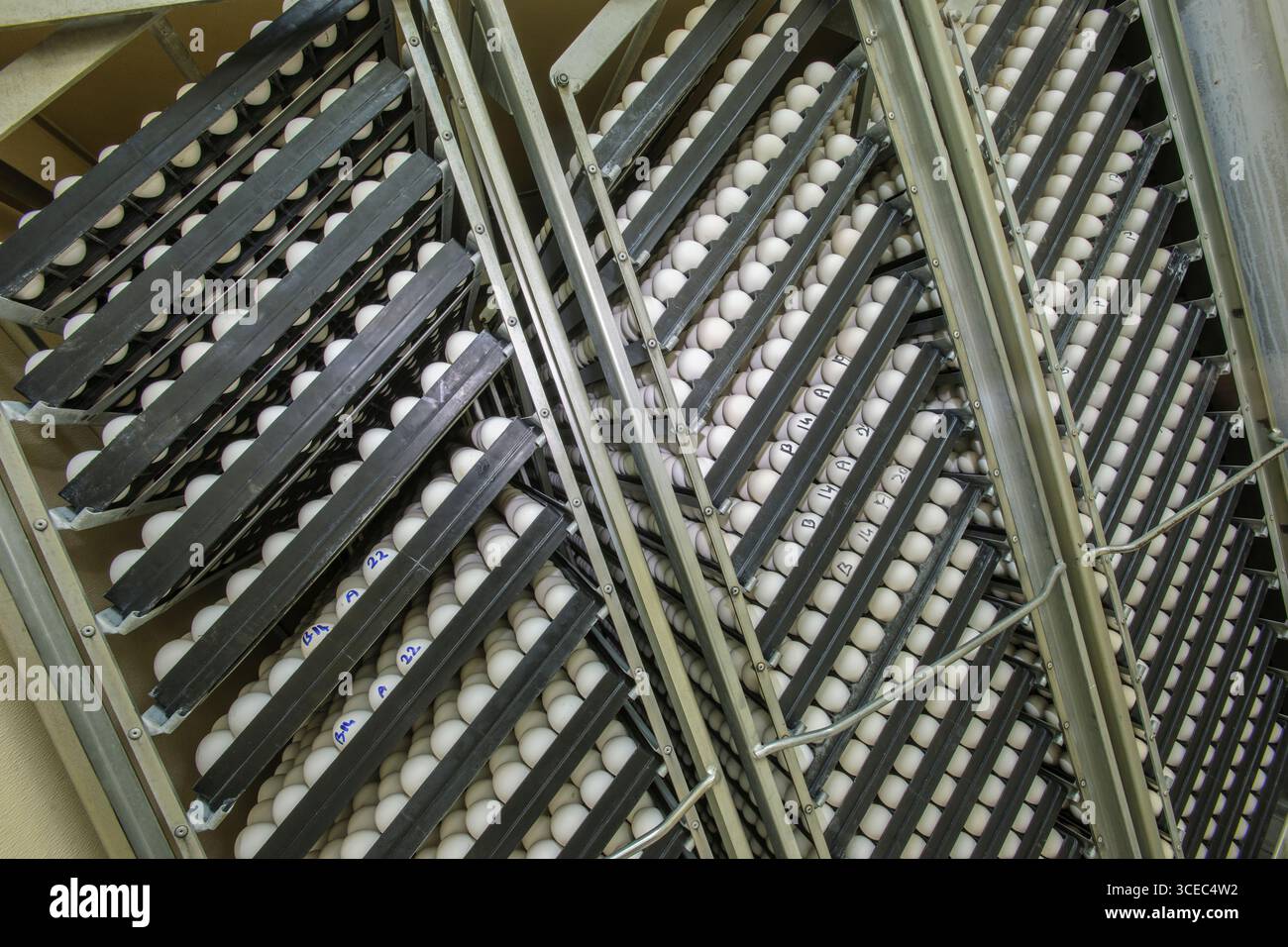 Modern packing, handling and transportation to incubators of high ...
