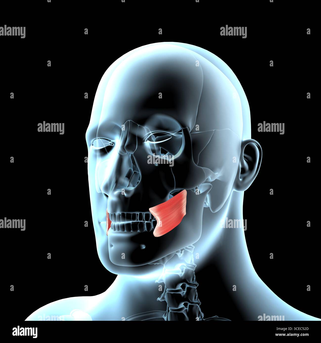 This 3d illustration shows the buccinator muscles anatomical position ...
