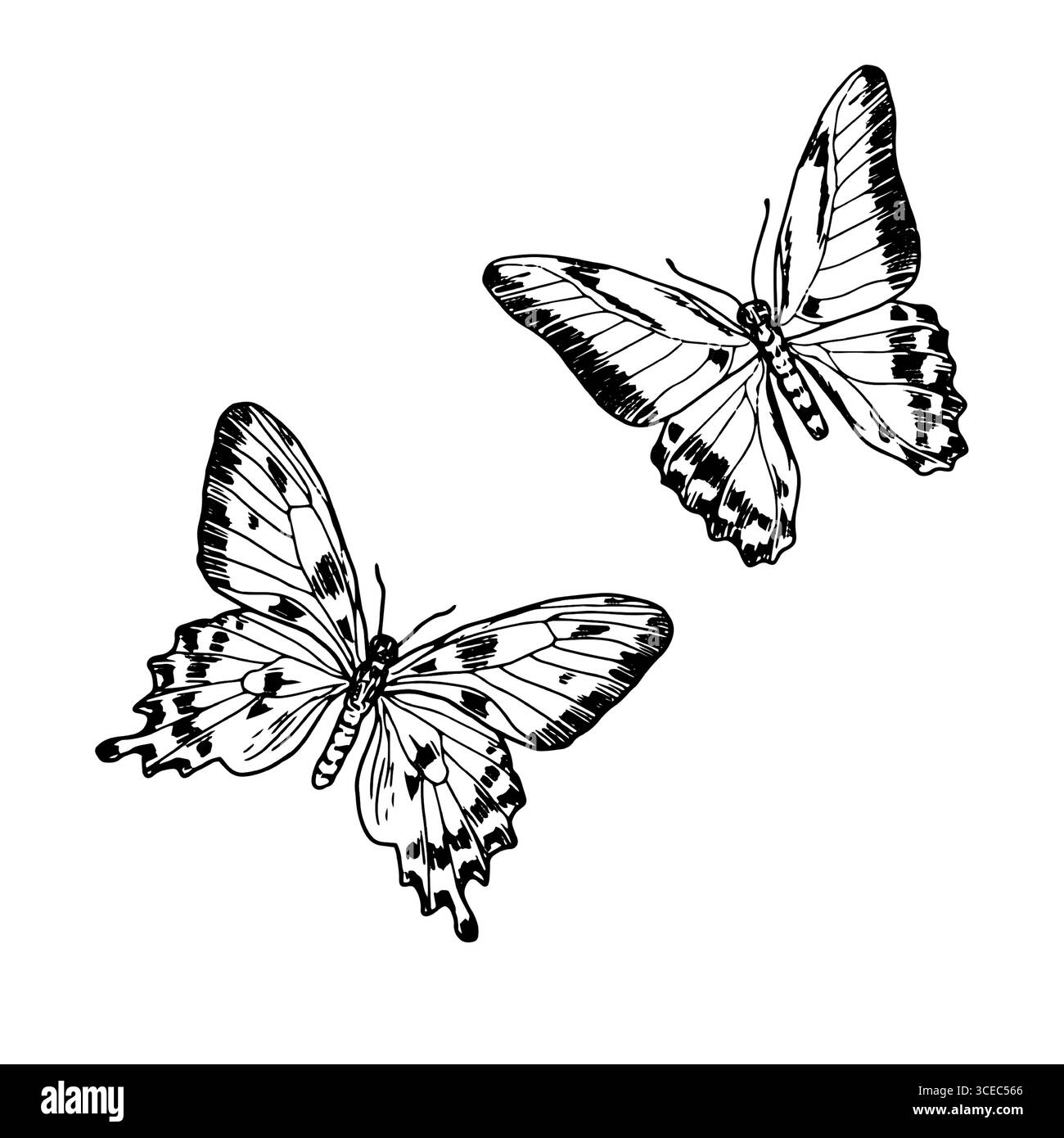 Graceful butterfly with wings, black and white sketch. Vector ...