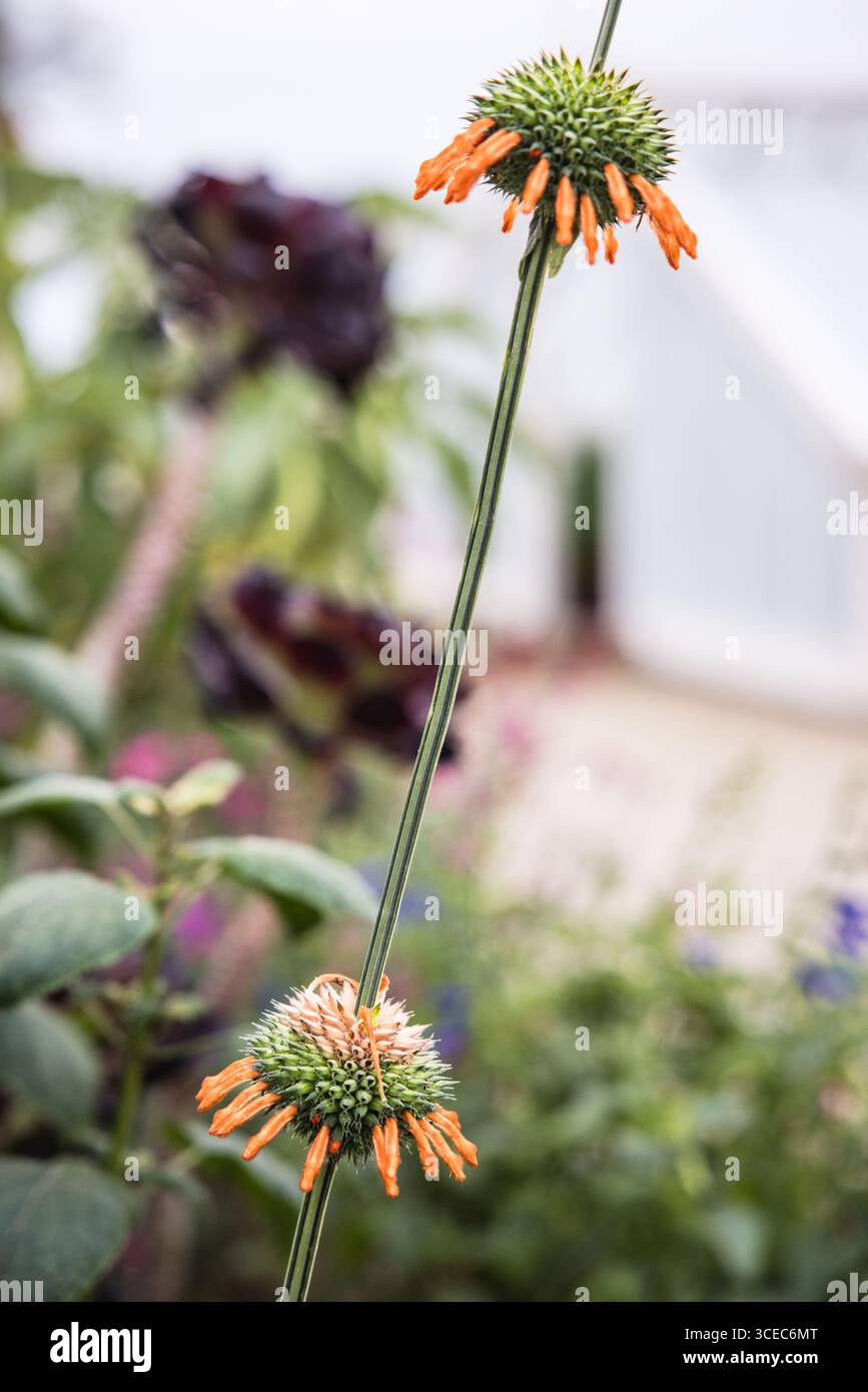 150 years of eythrope gardens hi-res stock photography and images - Alamy