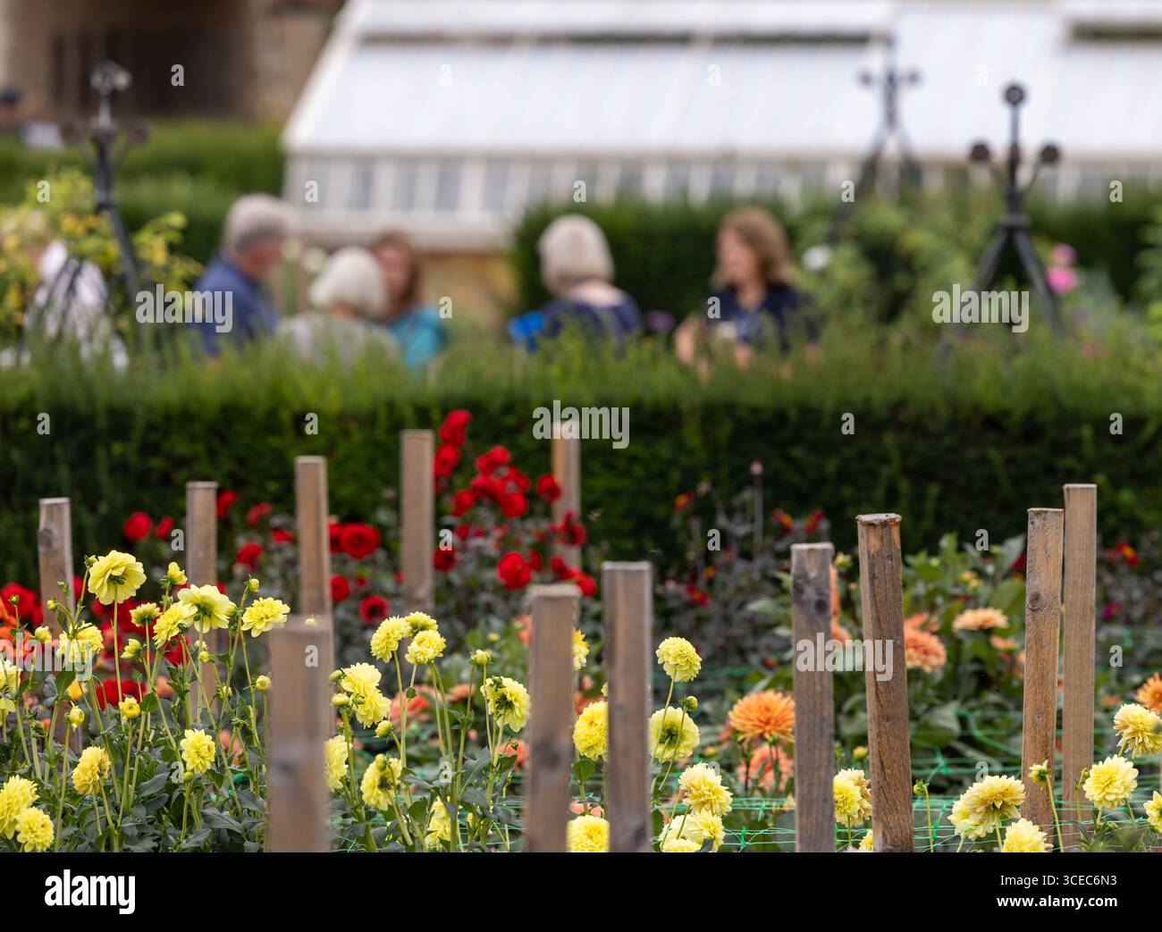 Dahlias in the flower borders of Eythrope Gardens, Buckinghamshire ...