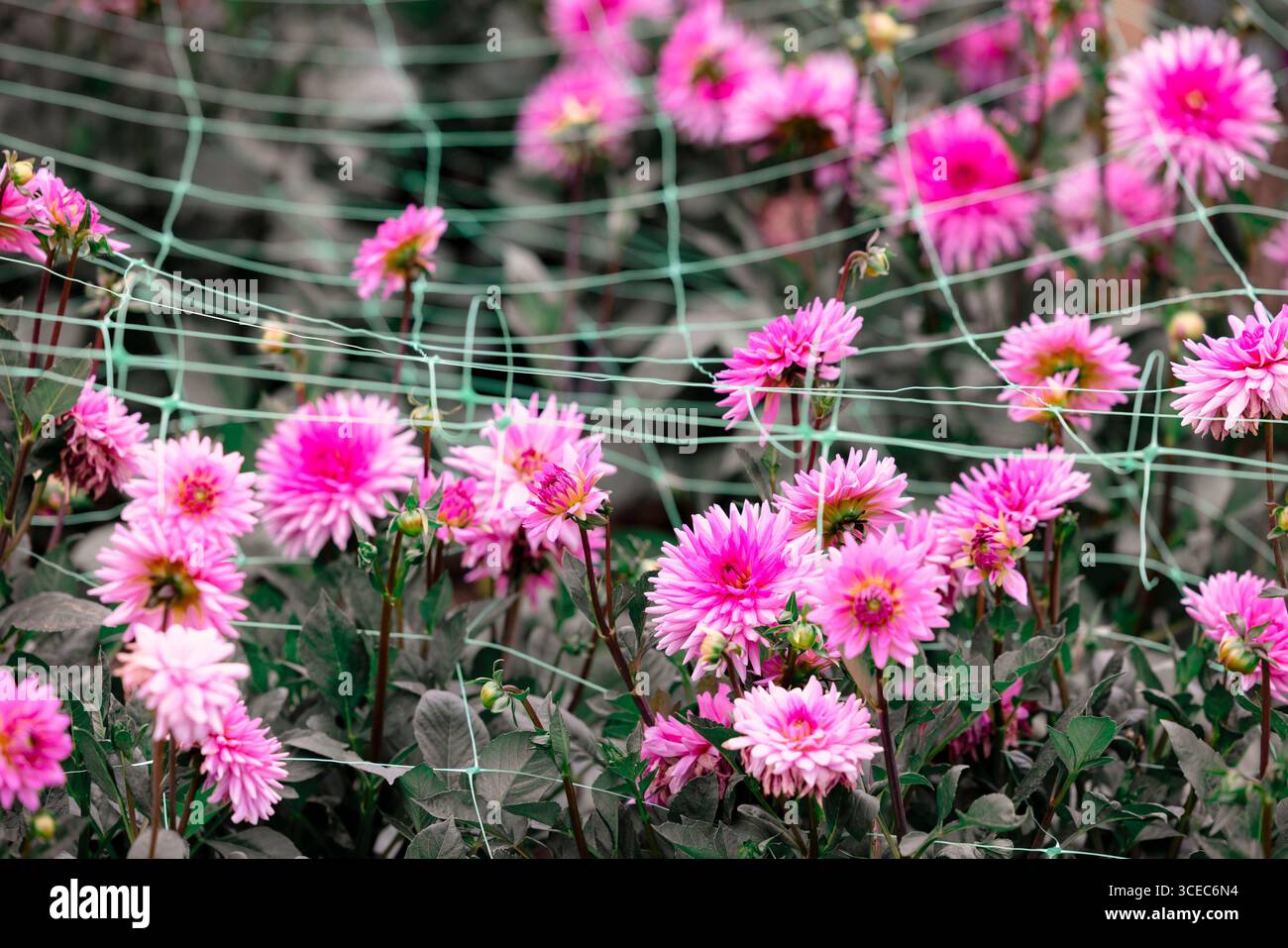 Dahlias in the flower borders of Eythrope Gardens, Buckinghamshire ...