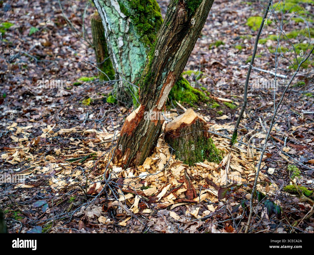 Tree cut off by beavers Stock Photo - Alamy
