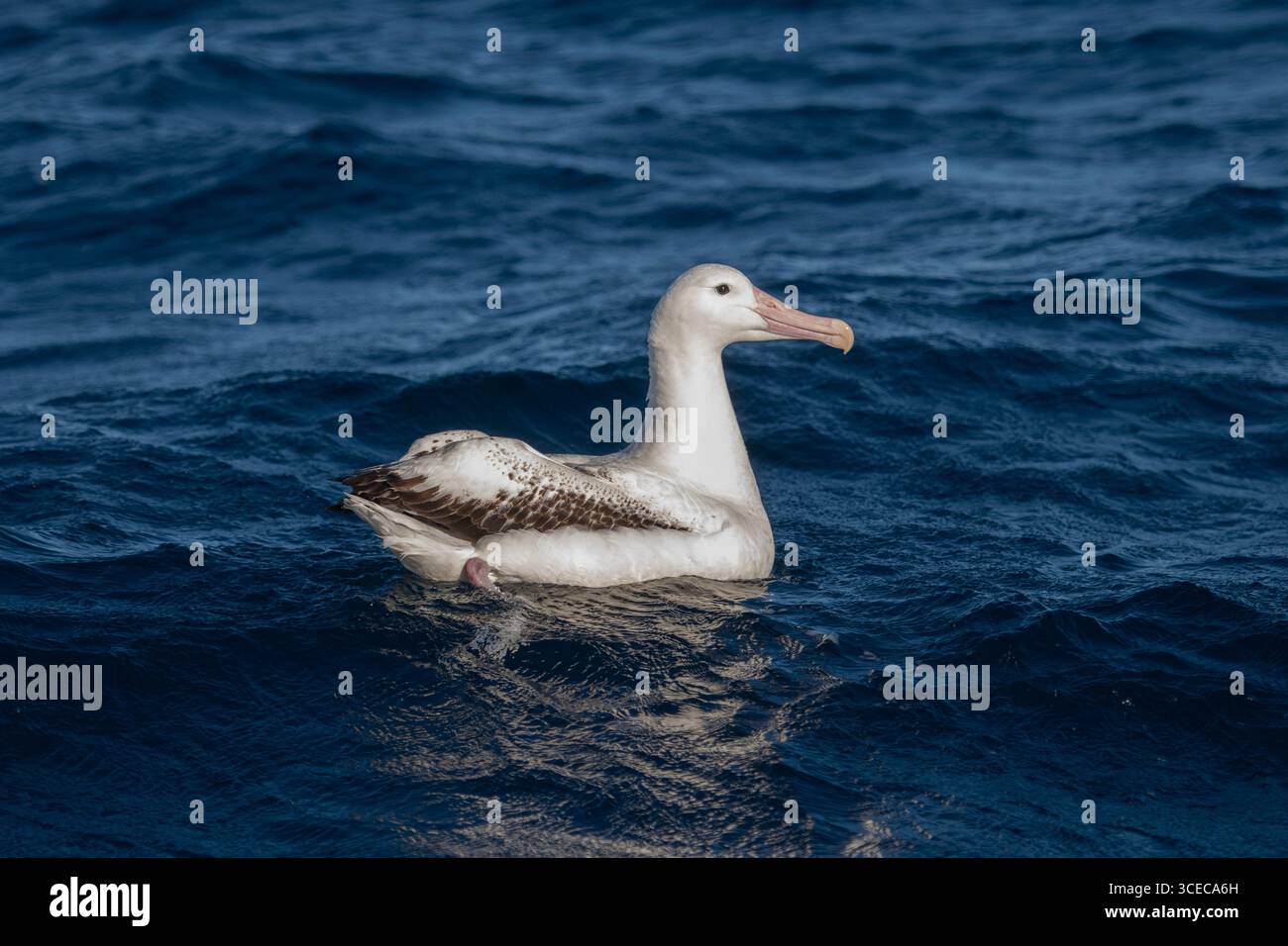 Southern Royal Albatross, Diomedea epomophora, classified as Vulnerable ...