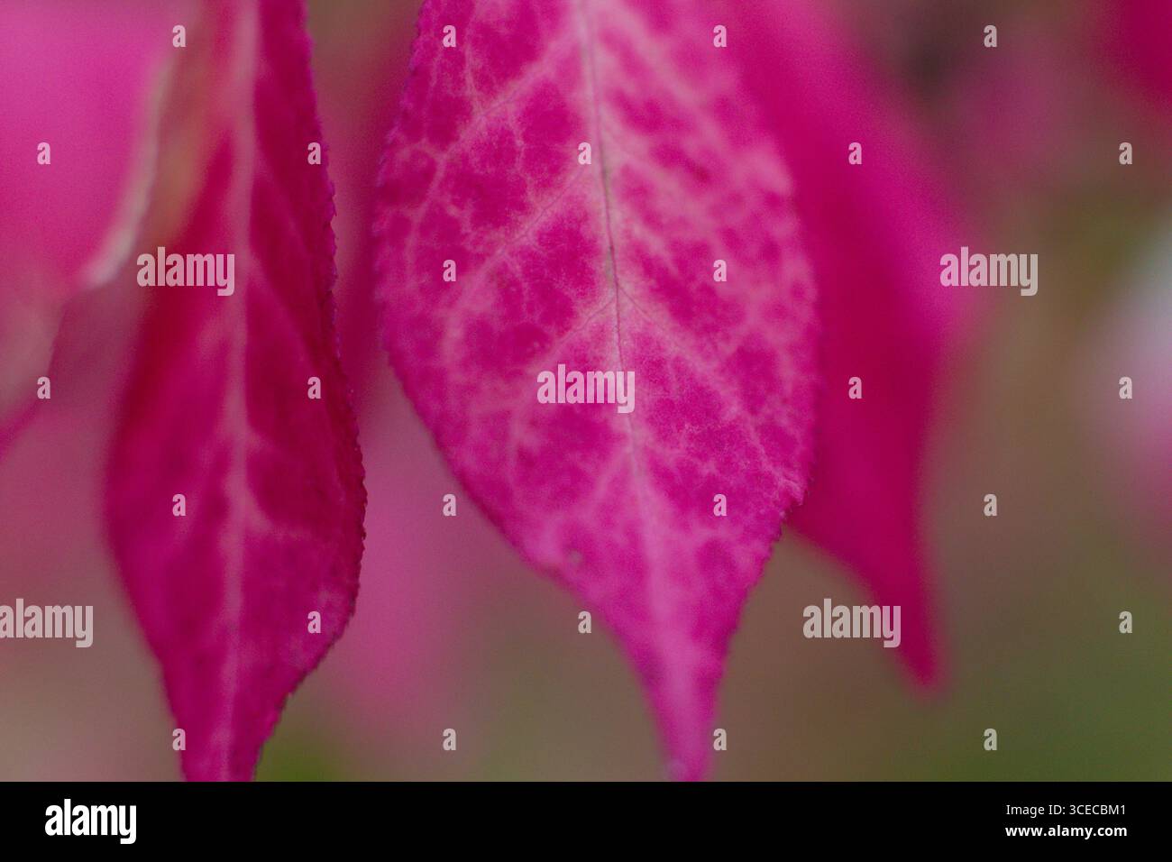 Red leaves euonymus verrucosus hi-res stock photography and images - Alamy