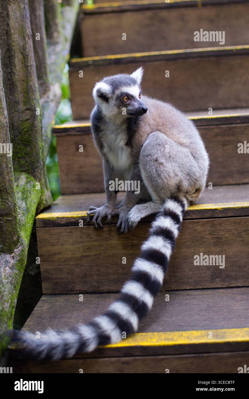 beautiful lemur with a striped tail in the zoo Stock Photo - Alamy
