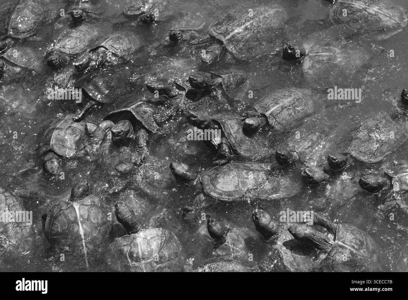 With a small pond Black and White Stock Photos & Images - Alamy