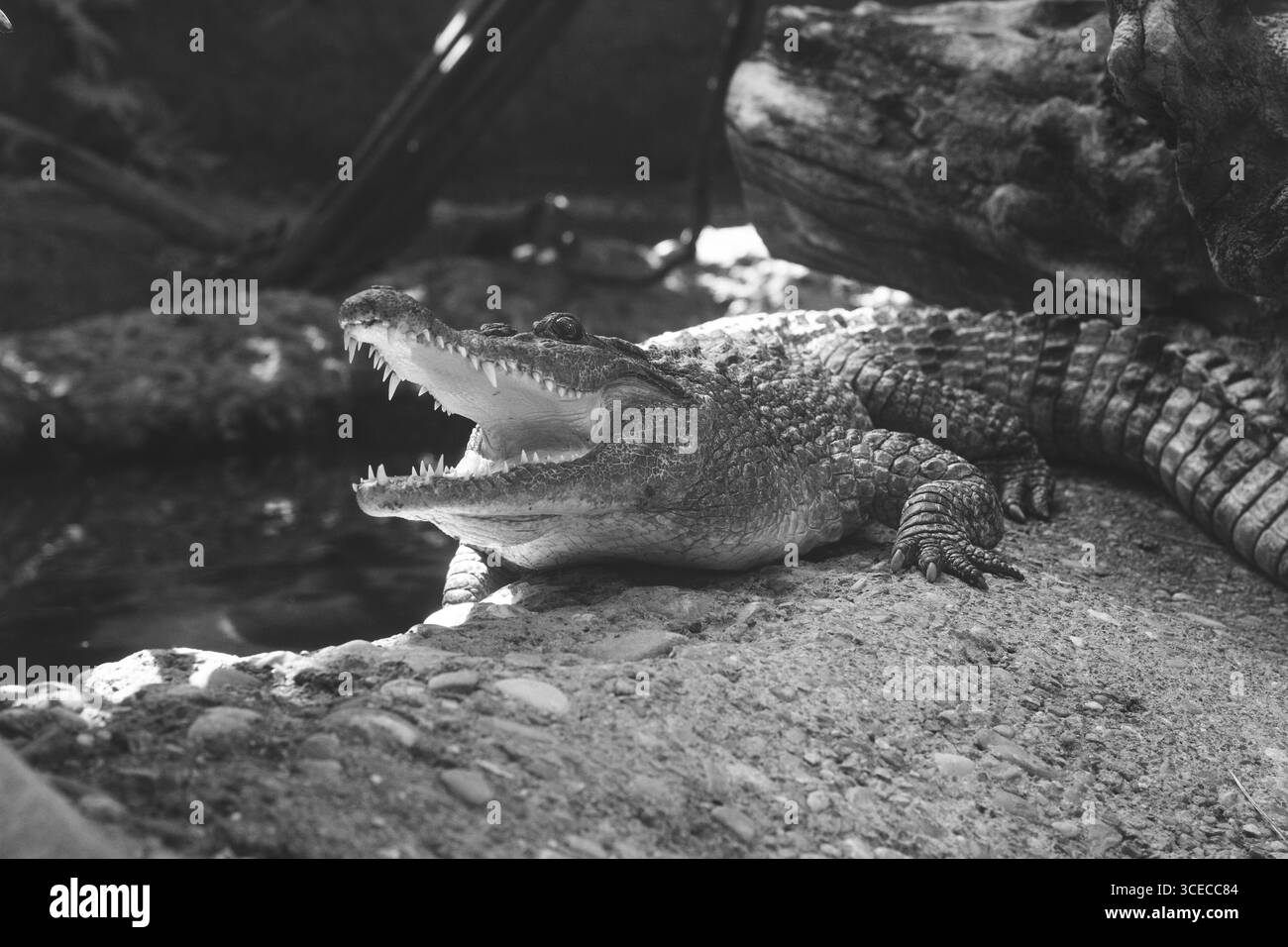 beautiful photo of a large crocodile in the zoo Stock Photo - Alamy