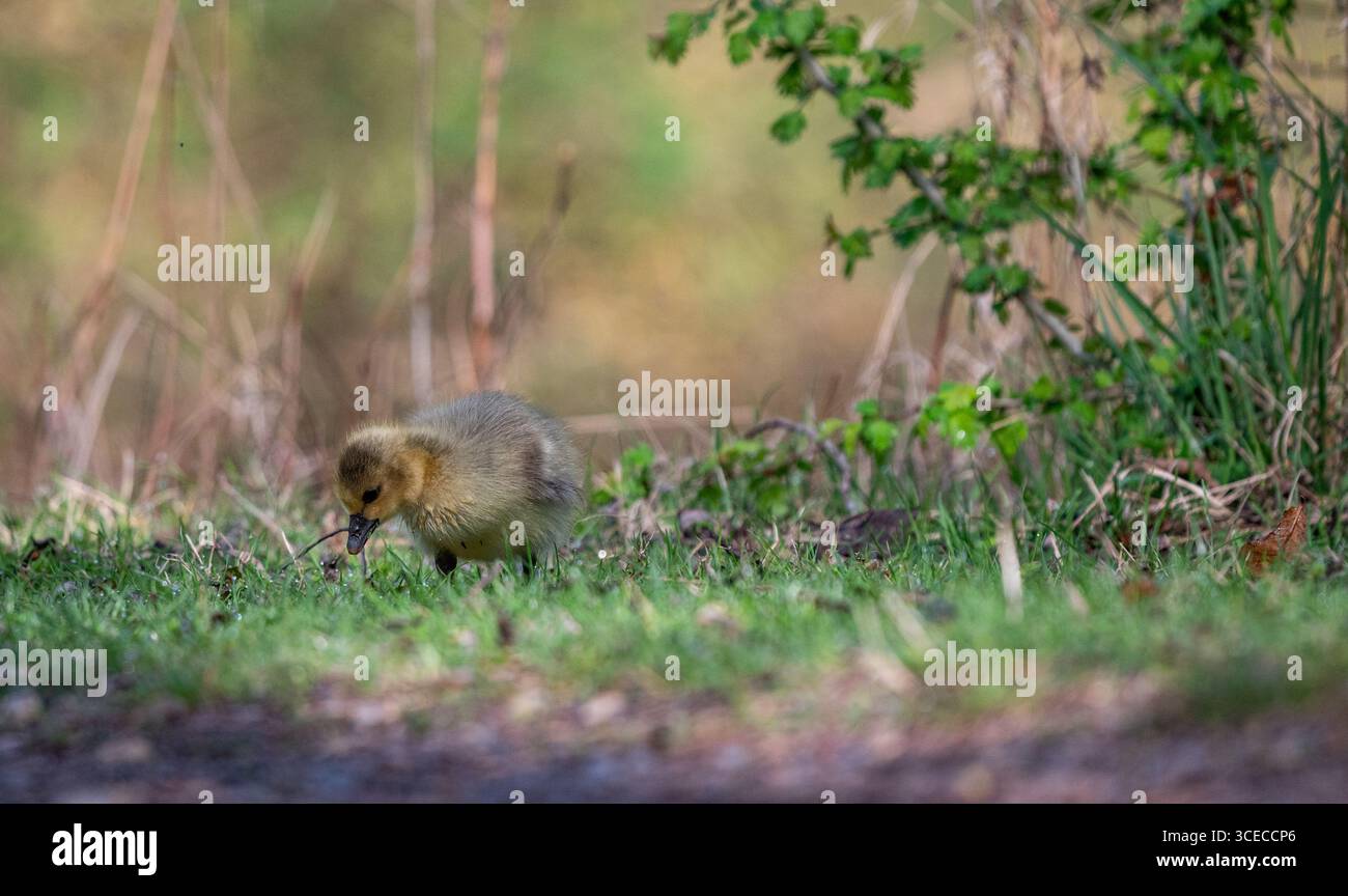 Innocence in naturekuken hi-res stock photography and images - Alamy