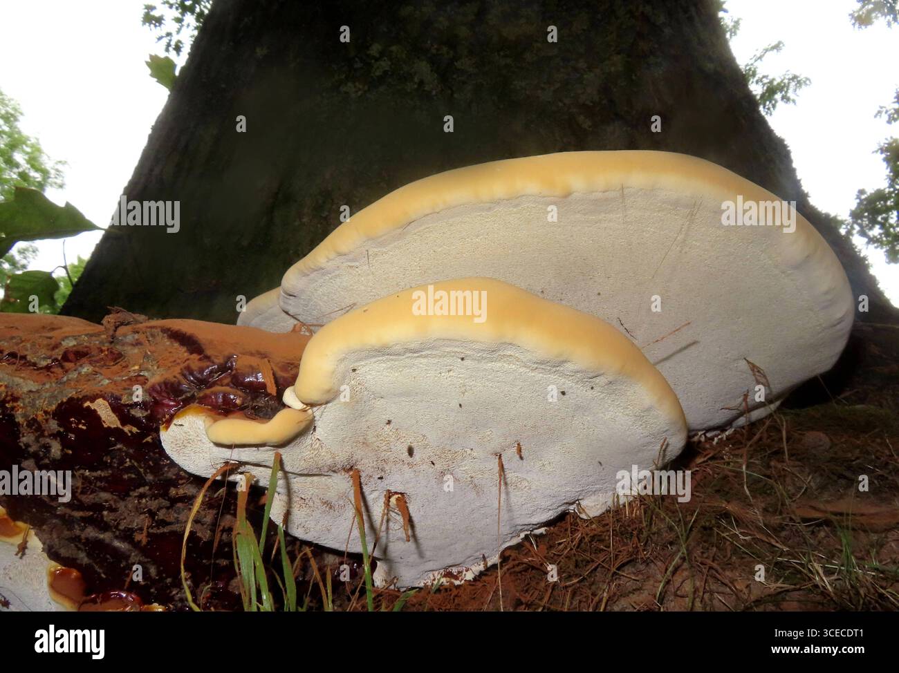 so schaut der Baumporling von unten aus Baumporling auf Eichenstamm ...