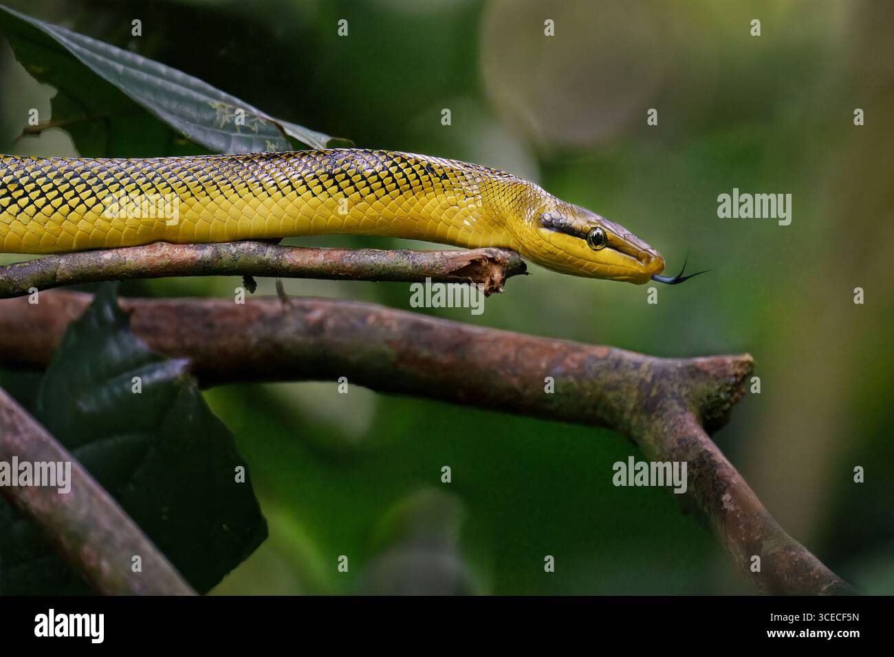 Rat snake on the tree branch in Borneo, Malaysia Stock Photo - Alamy