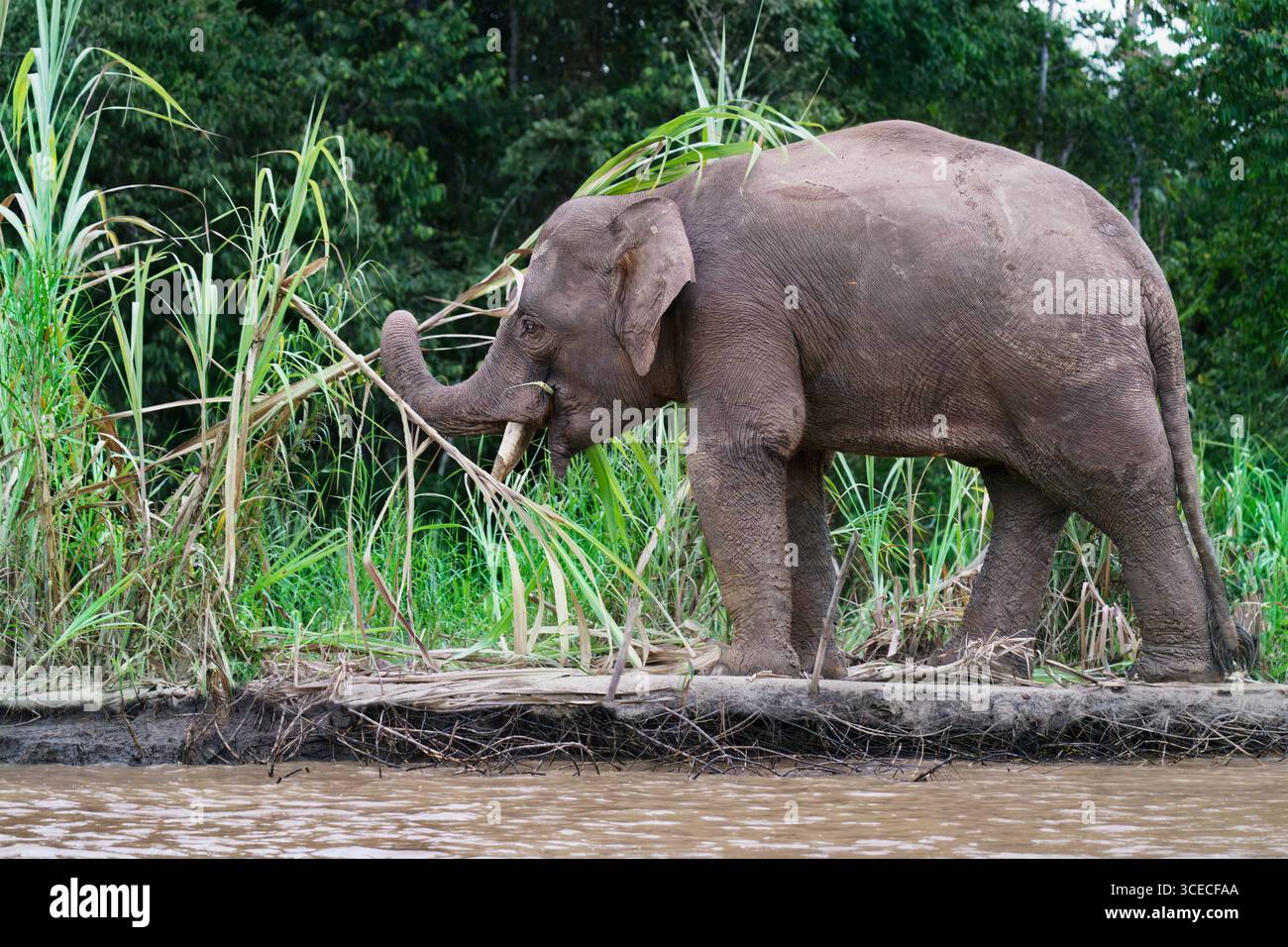 Bornean pygmy elephant along in Sabah, Borneo, Malaysia Stock Photo - Alamy