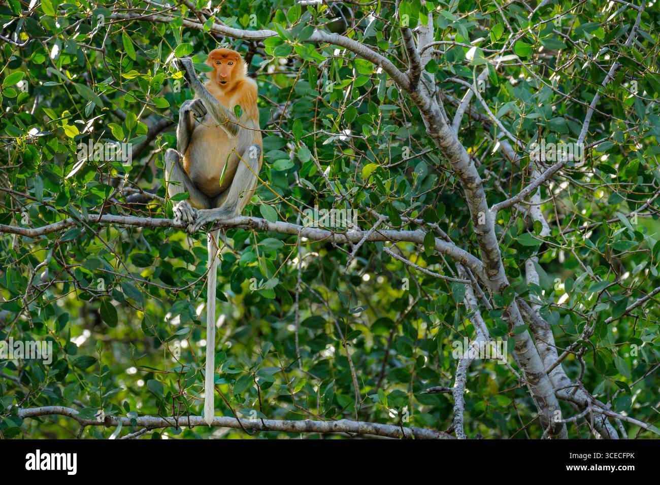 Proboscis Monkey in the tree in Brunei Stock Photo - Alamy