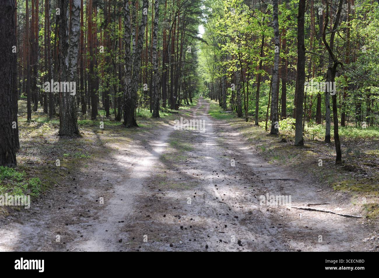 Forest road between green trees in a forest in spring with fresh leaves ...