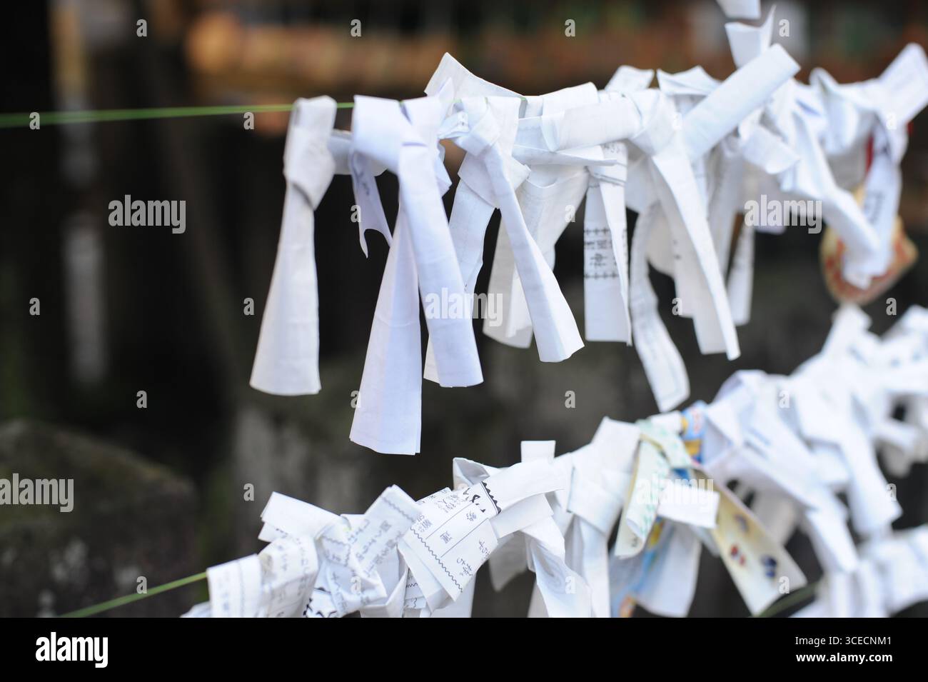 Traditional omikuji white paper with fortune telling with kanji symbols ...