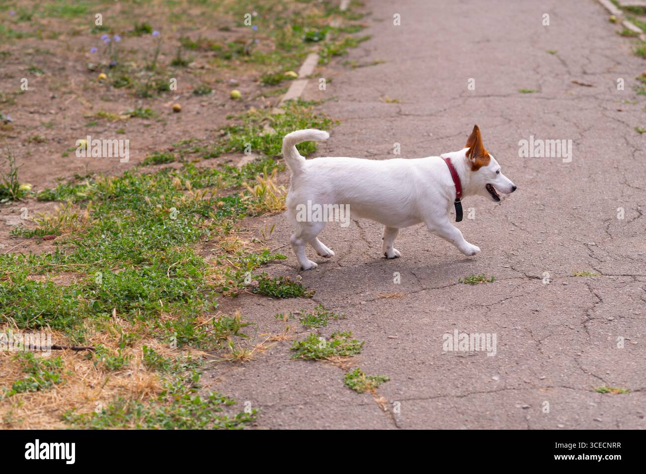 Dog exploring sniffing around outdoors hi-res stock photography and ...