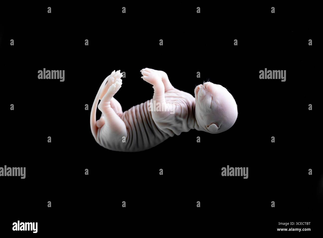 Close-up of a fetal cat in gestation, highlighting its delicate ...