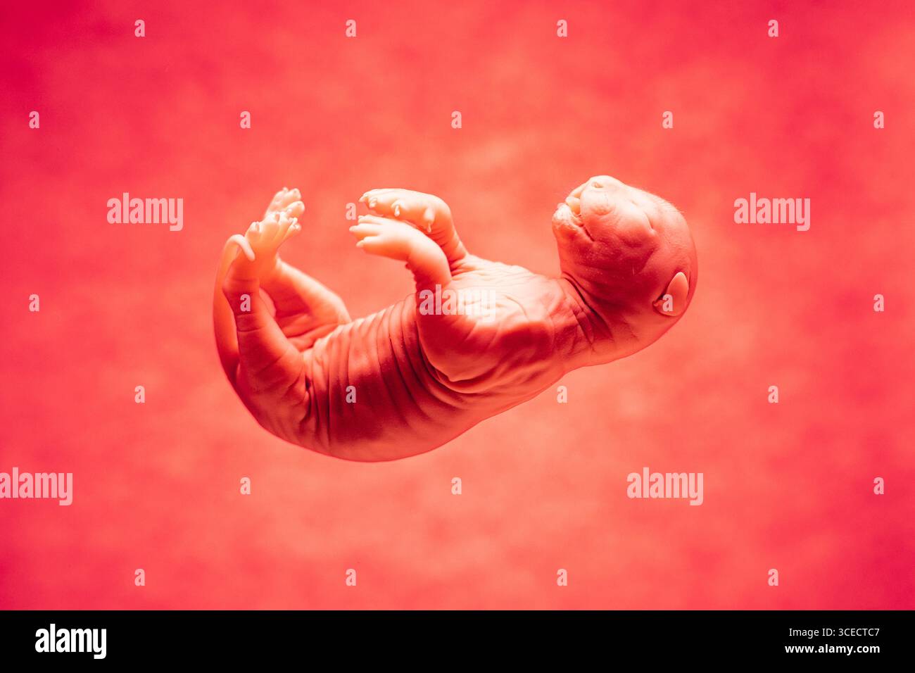 A detailed image of a feline embryo during gestation. The fetus is ...