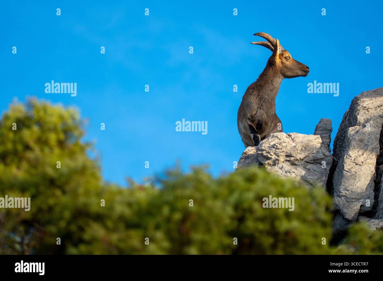 From below, an Iberian ibex stands on a rocky cliff against a clear ...