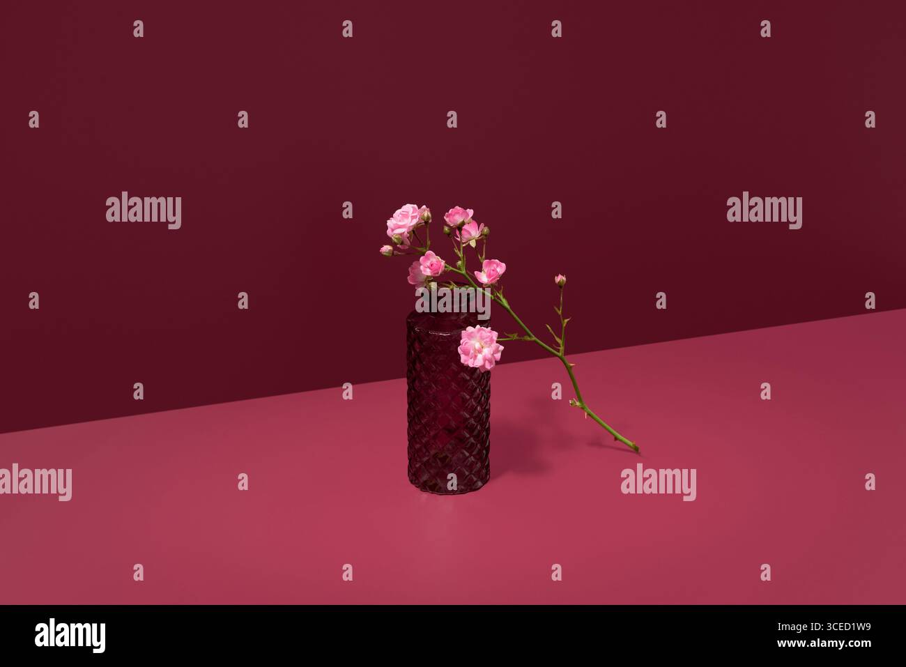 Delicate Polyantha rose flowers elegantly displayed against a striking ...