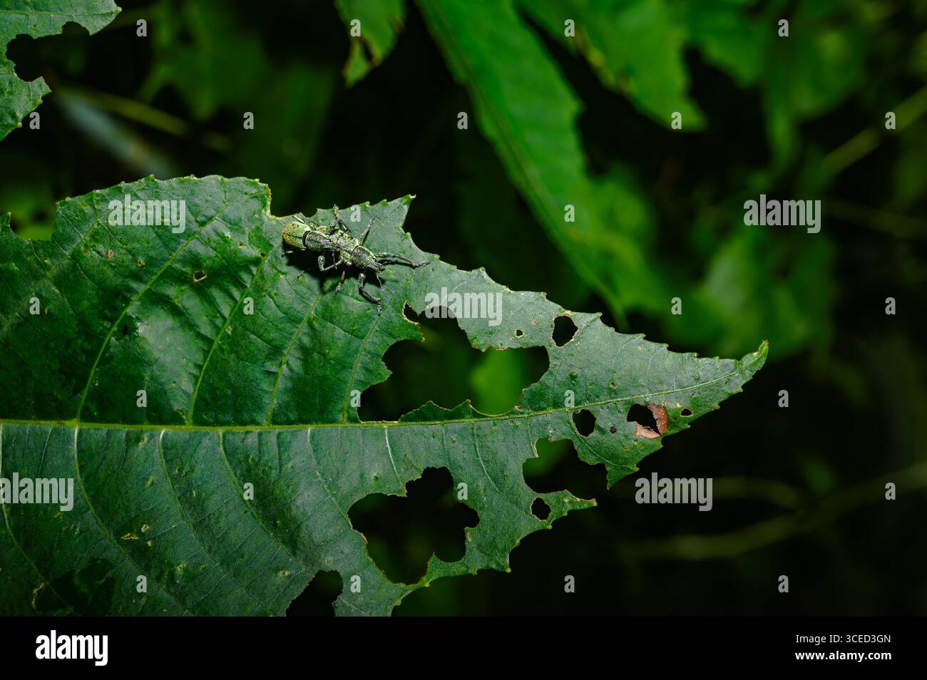 A pair of Green Immigrant Leaf Weevils (Polydrusus formosus) was ...