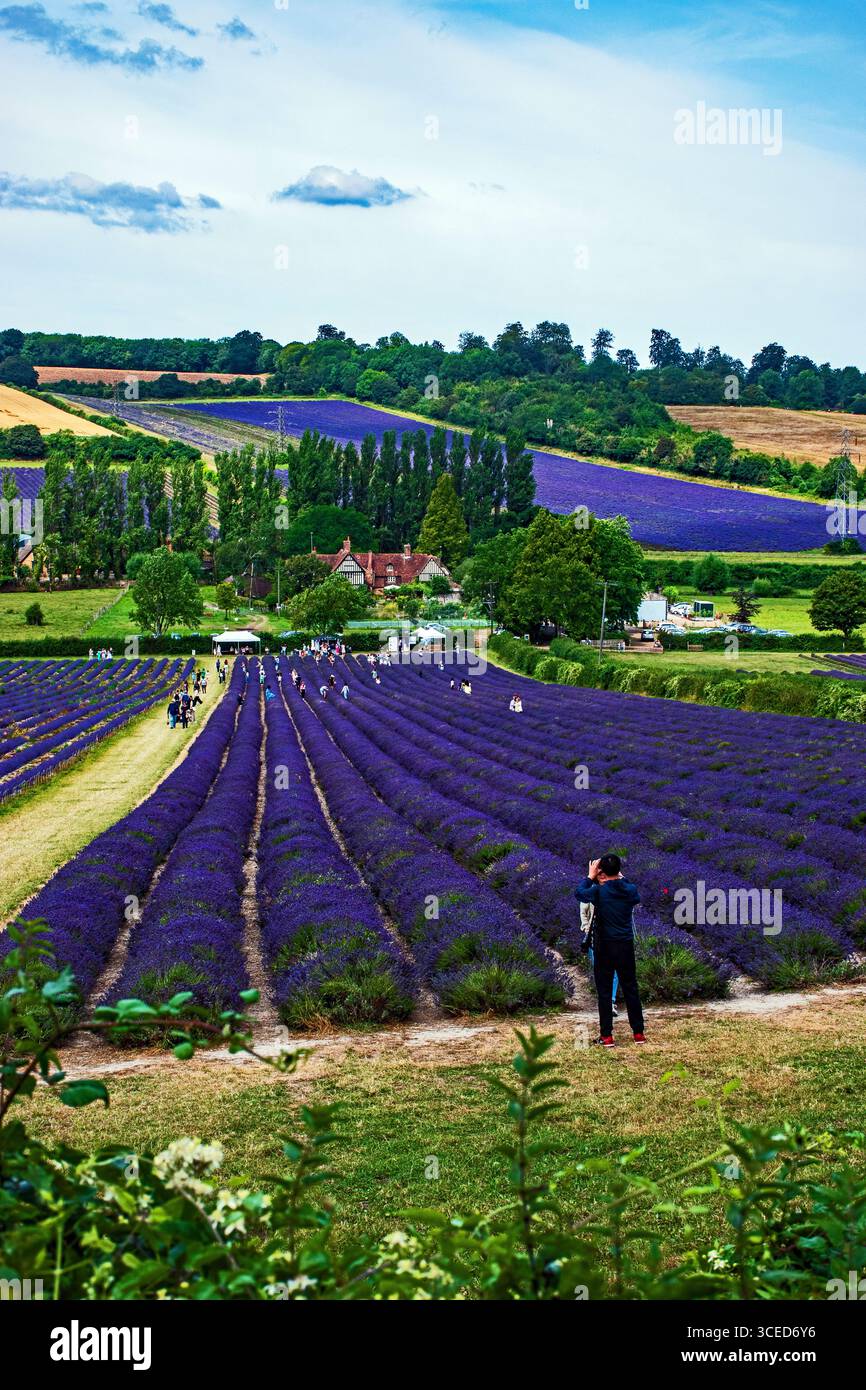 Castle Farm Lavender filds. Shoreham, Kent Stock Photo - Alamy