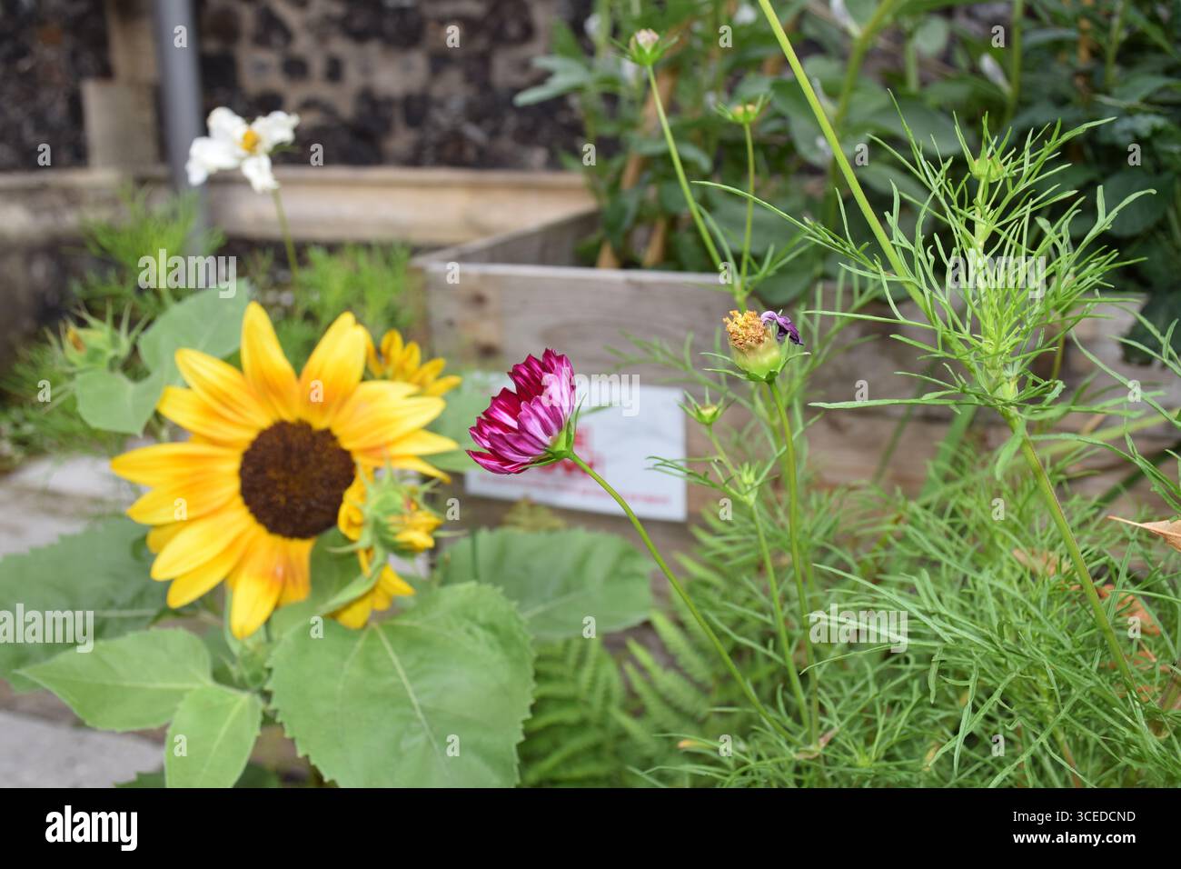 Big Issue Grow, Community Food Growing Programme, St George Colegate ...