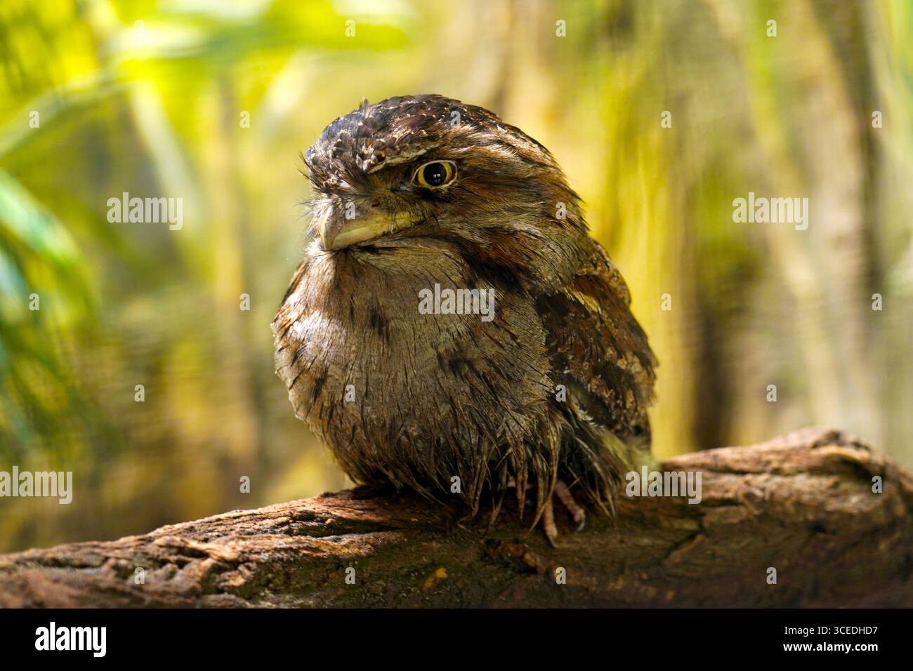 Young Tawny Frogmouth podargus strigoides, nocturnal stocky bird from ...
