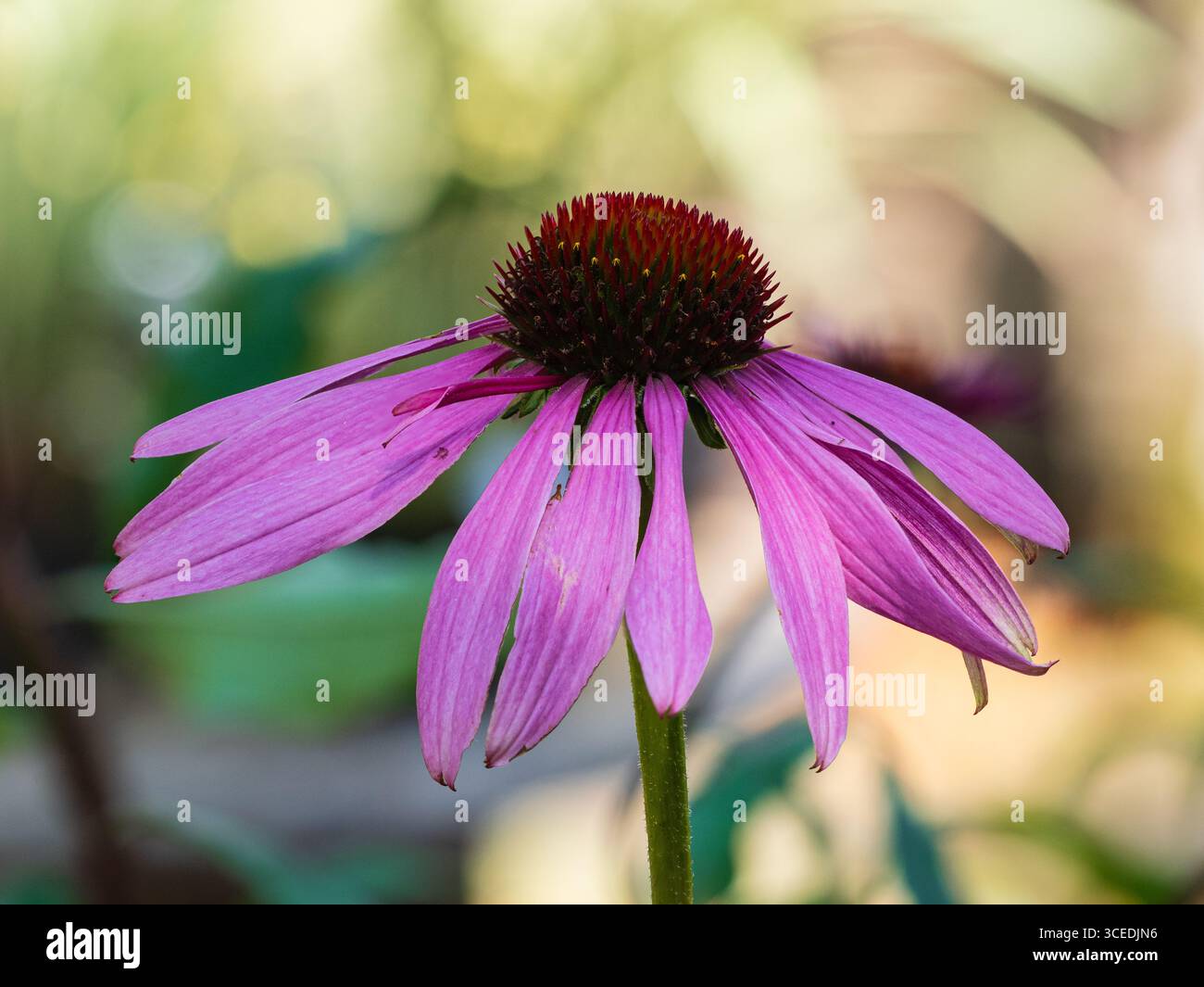 Purple bloom of the hardy perennial summer flowering cone flower ...