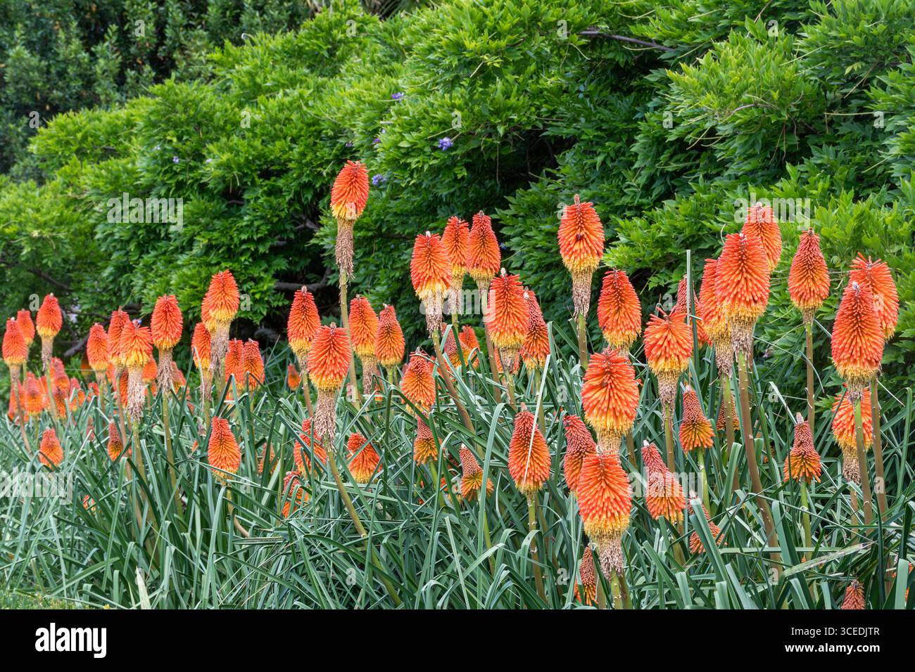 Red hot pokers (Kniphofia) with bright orange upright flowers ...