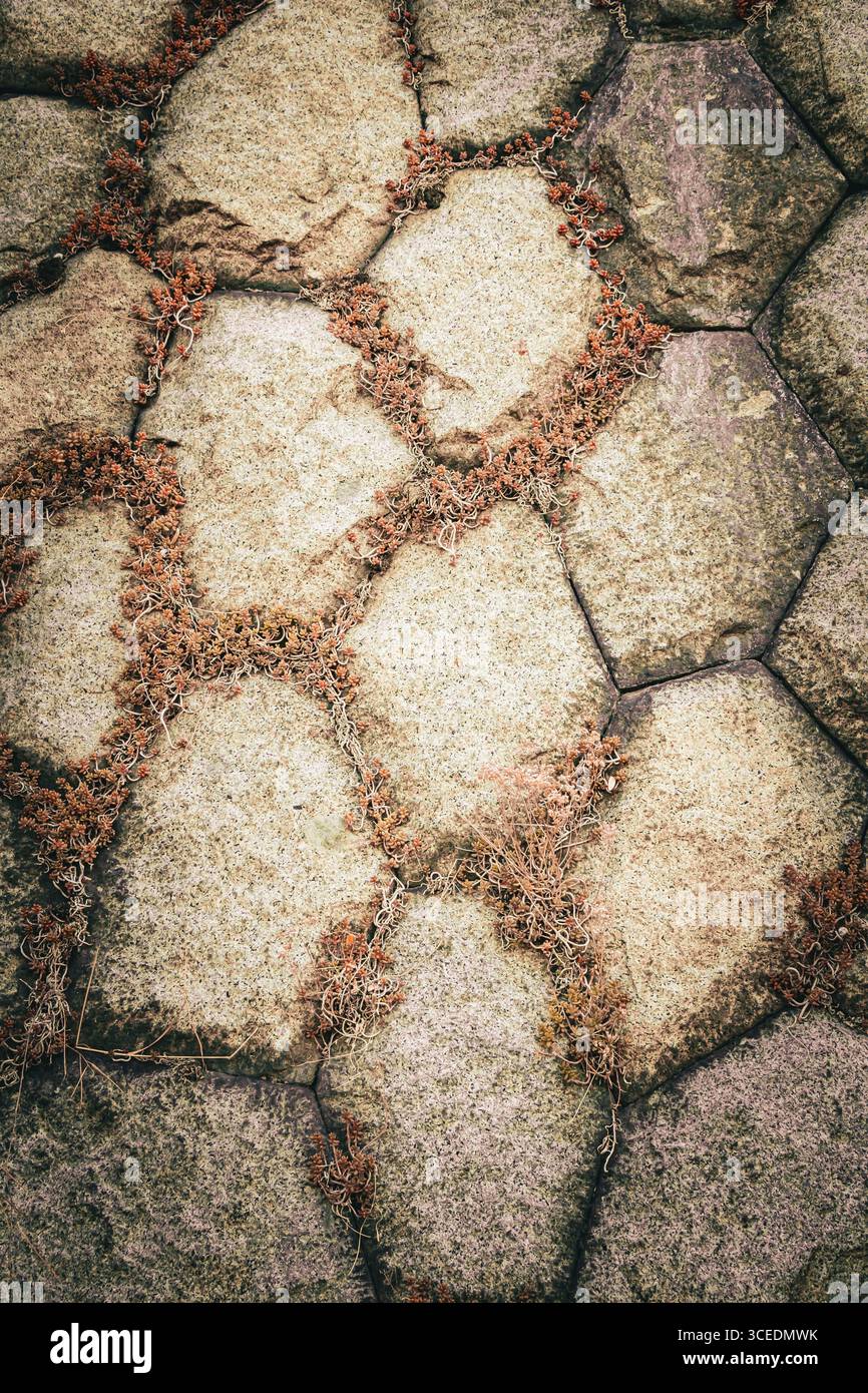 A hexagonal stone pathway showcases natural textures and colors, with ...