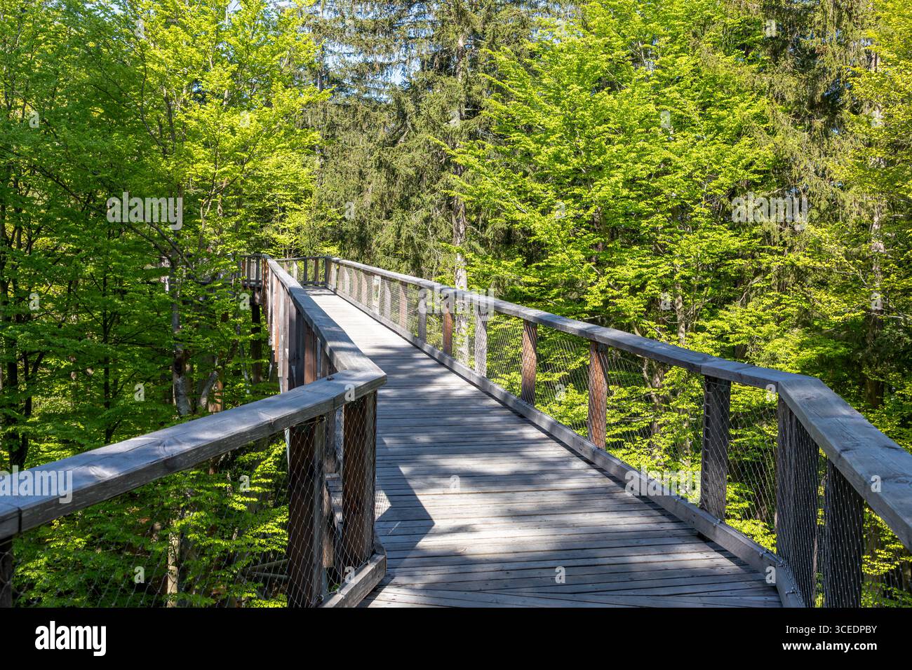 Rack at tree top walk in Bavarian Forest national park, Germany Stock ...