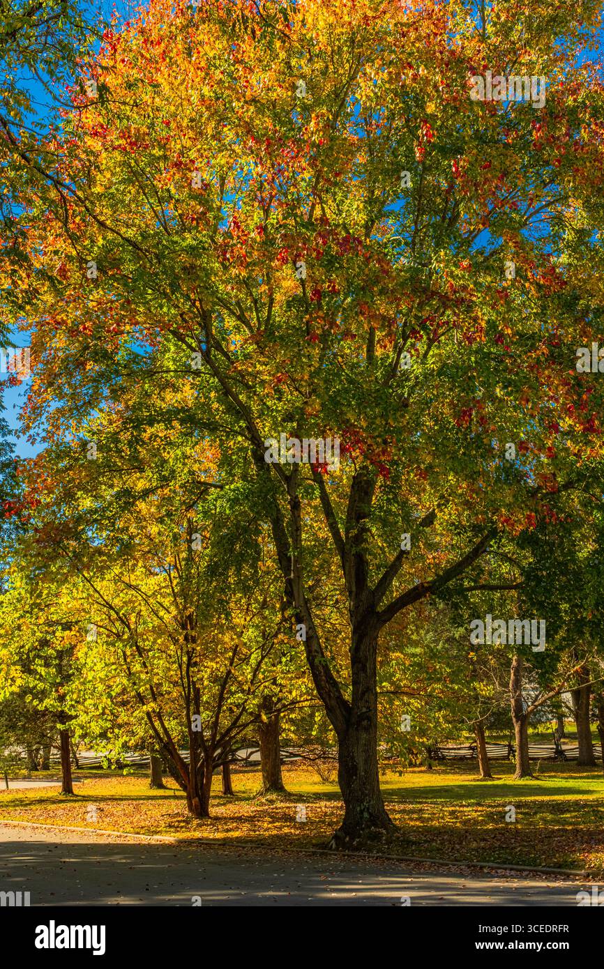 Colorful trees along city street in Old Salem North Carolina Stock ...