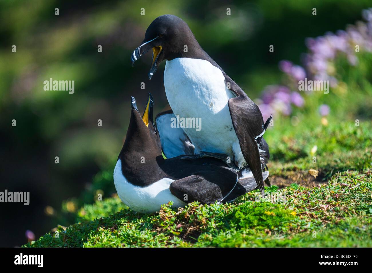 Accouplement de petit pingouin hi-res stock photography and images - Alamy