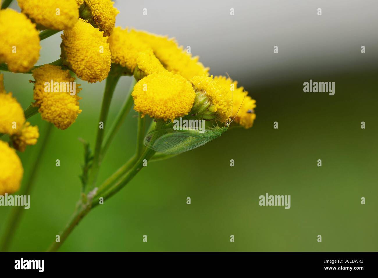 Common green lacewing-Chrysoperla carnea visiting Common tansy ...
