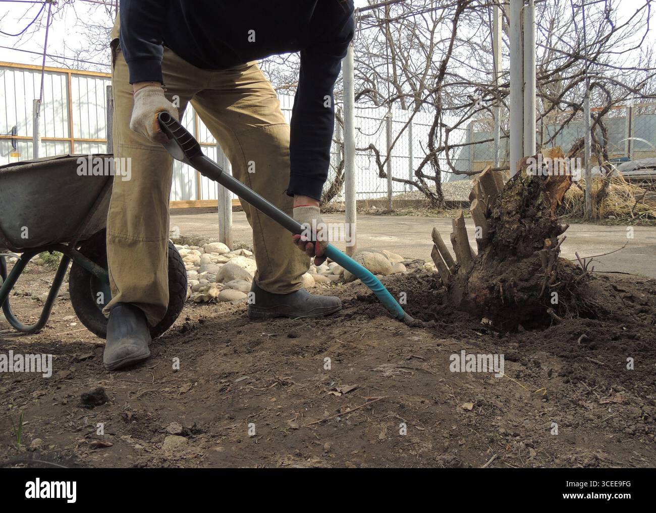 gardener uproots old rotten stump from the ground in the yard of a ...