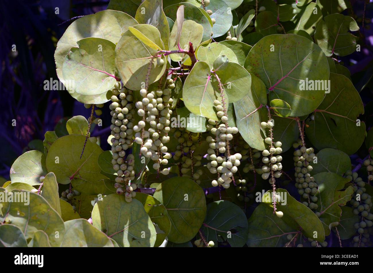 Clusters of sea grapes growing wild on the shores of Biscayne Bay in ...