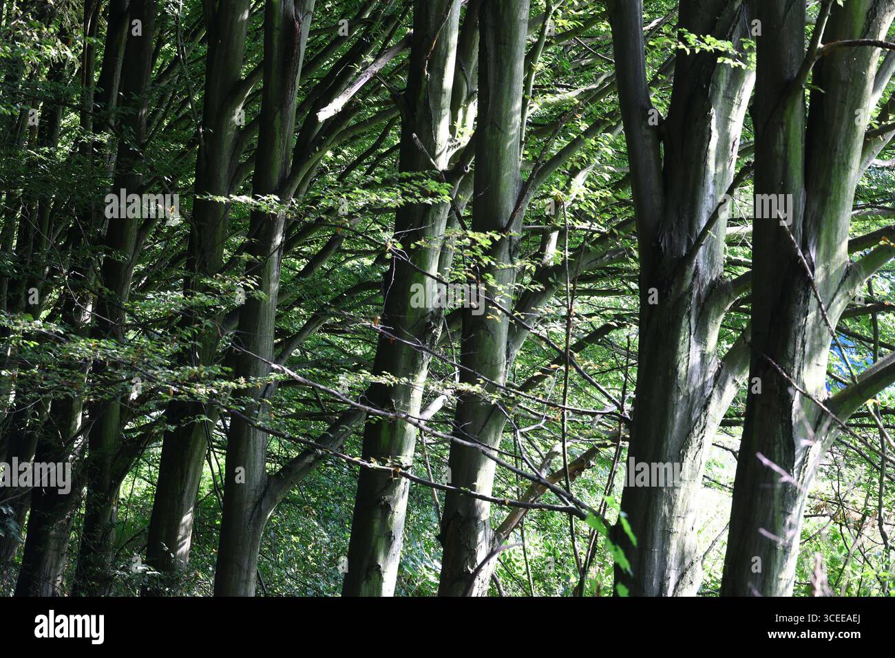Green park scattered trees hi-res stock photography and images - Alamy