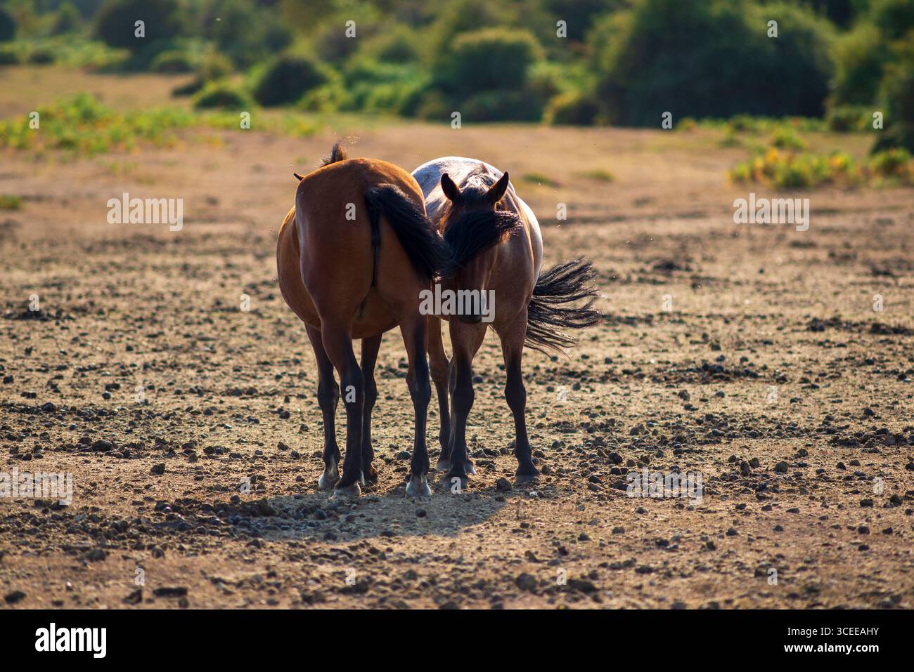 New Forest ponies keeping cool on parched, dry ground in dry summer ...